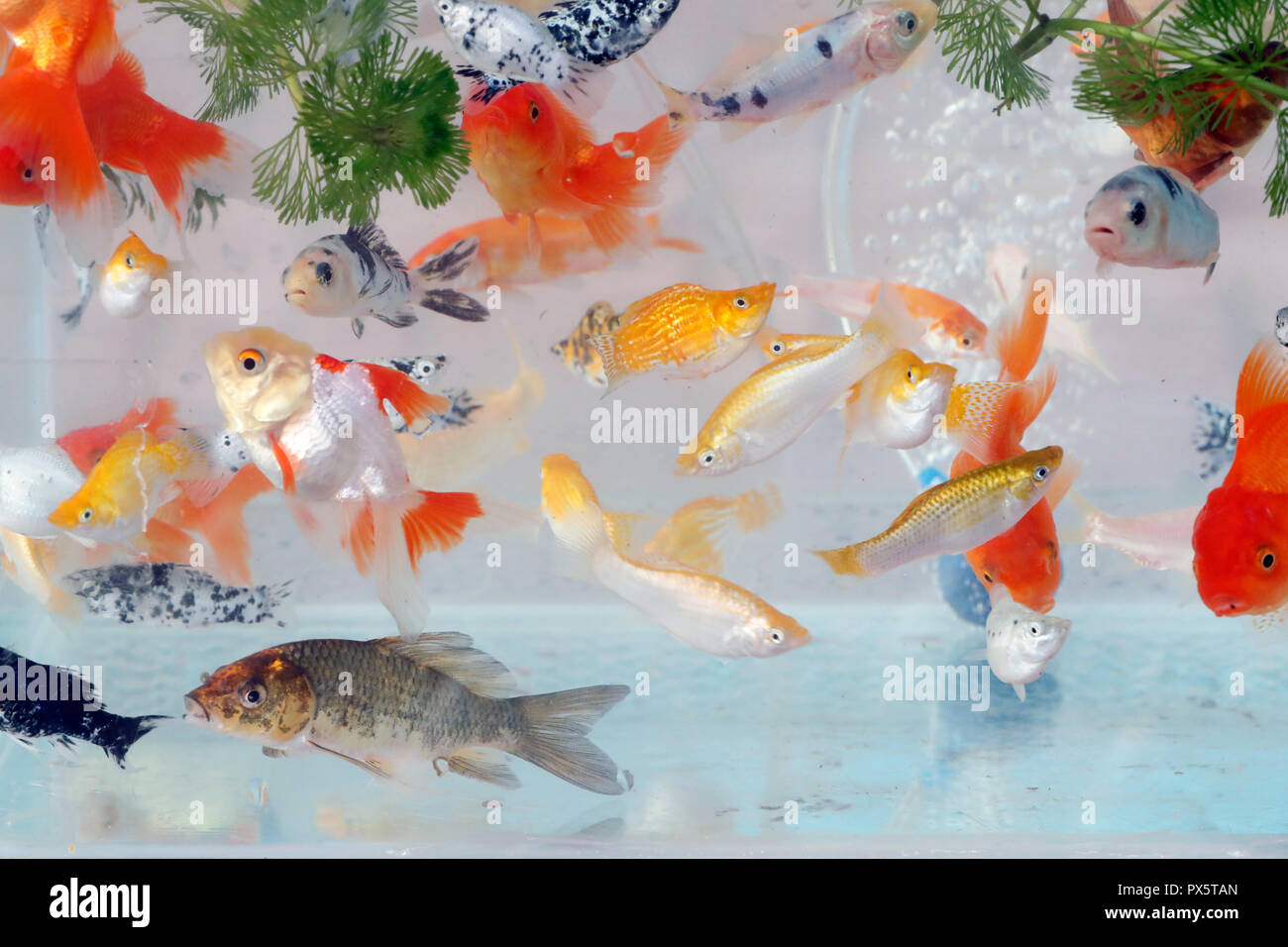 Aquarium de poisson rouge Banque de photographies et d’images à haute ...