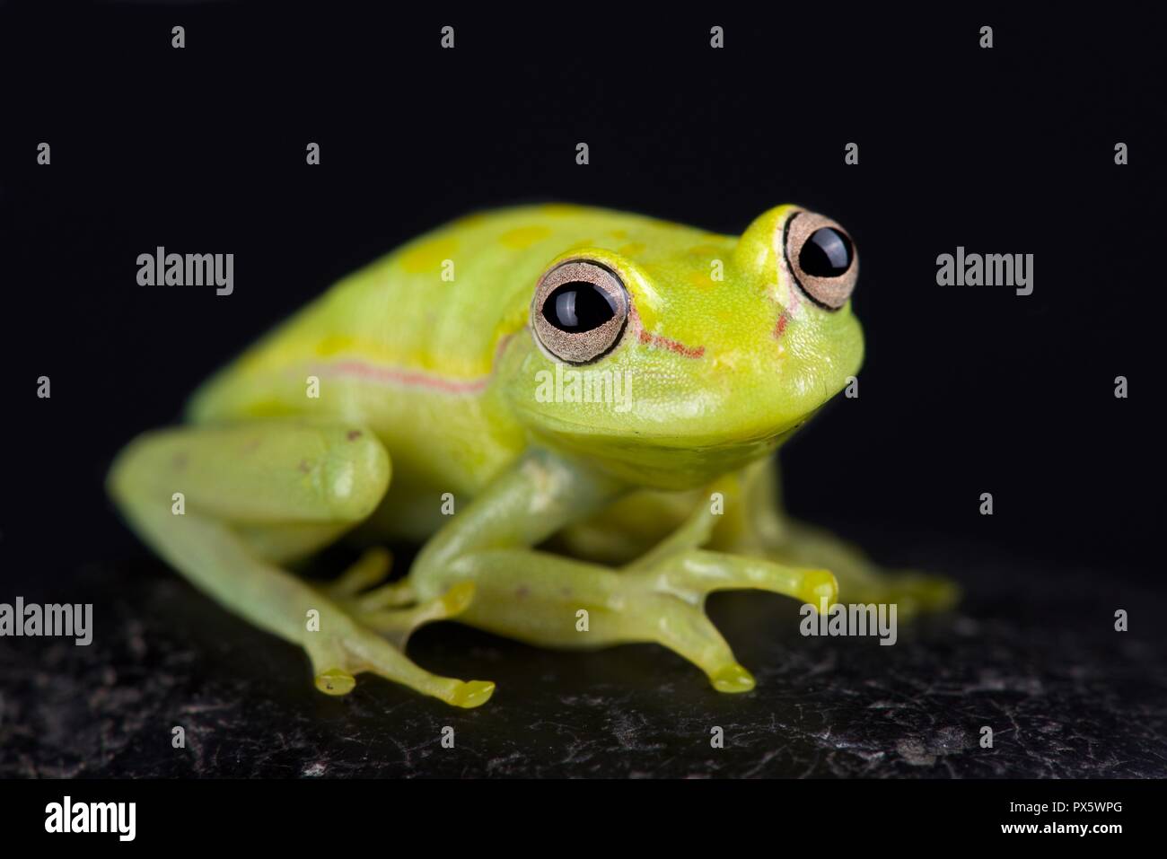 Hyla punctata Banque de photographies et d’images à haute résolution ...