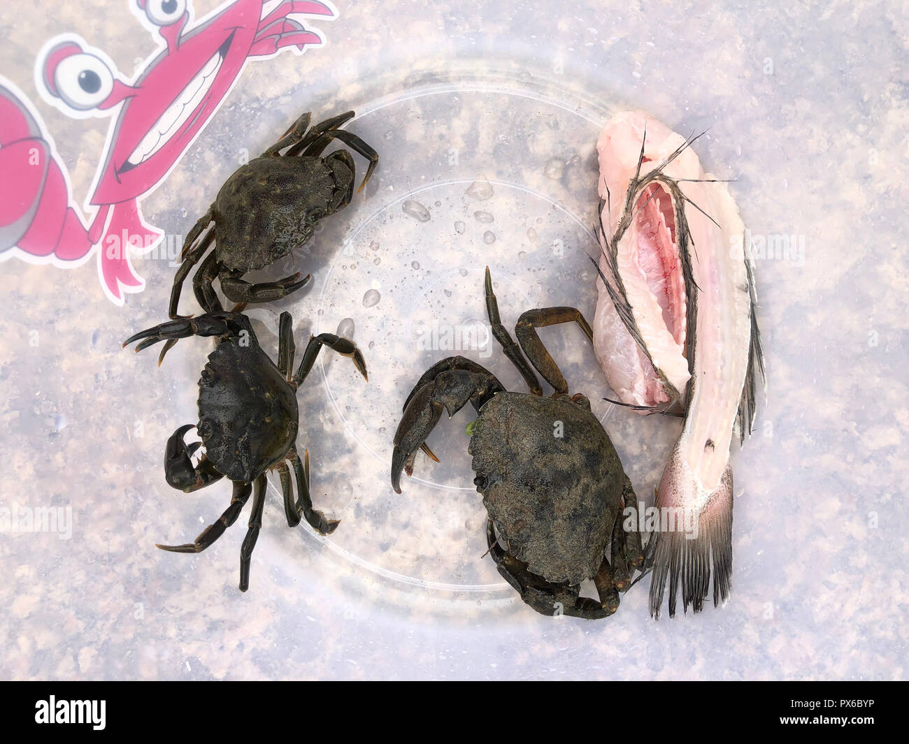 Crabes verts Banque de photographies et d’images à haute résolution - Alamy