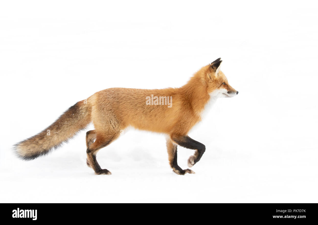Le renard roux (Vulpes vulpes) avec une queue touffue isolé sur fond ...