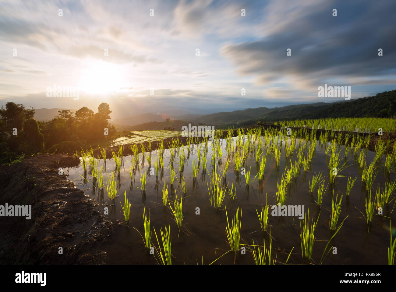 Pa pong piang Banque de photographies et d’images à haute résolution ...