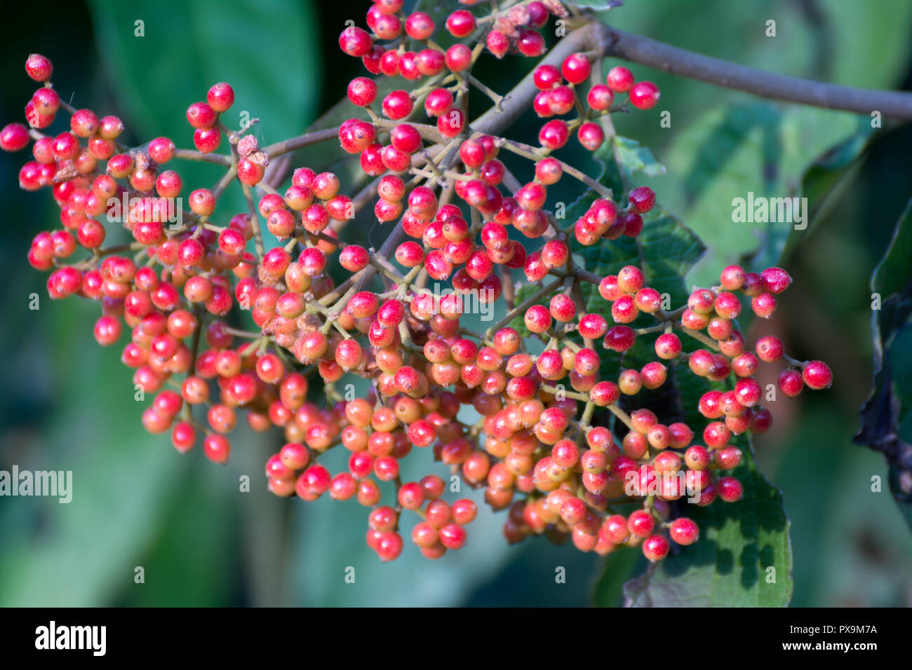 Fruits rouges sauvages Banque de photographies et d’images à haute ...