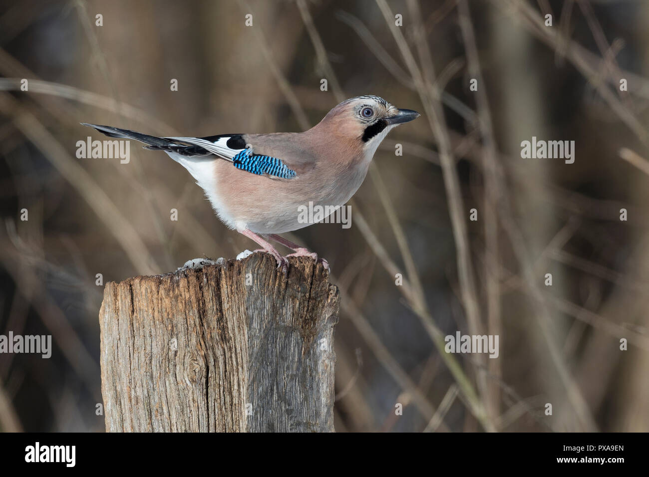 Le geai des chênes Banque de photographies et d’images à haute ...