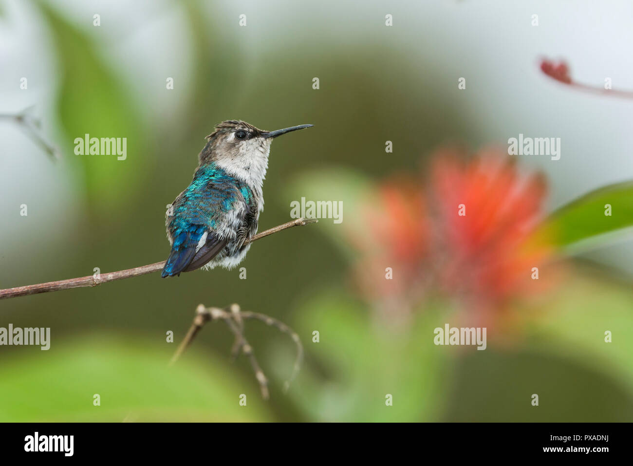 Worlds smallest bird Banque de photographies et d’images à haute ...