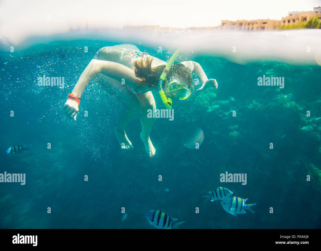 Plongée en mer rouge Banque de photographies et d’images à haute ...