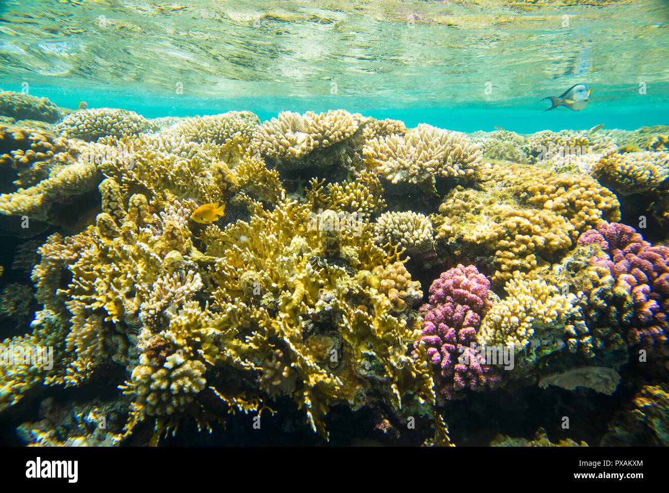 Corail et poisson dans la mer rouge rouge Banque de photographies et d ...