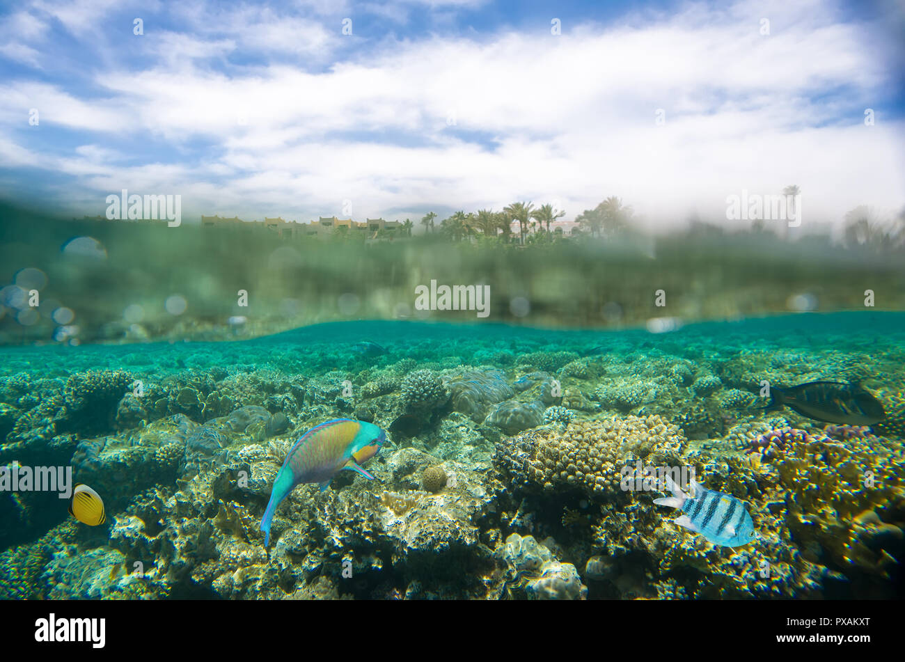 Corail et poisson dans la mer rouge rouge Banque de photographies et d ...