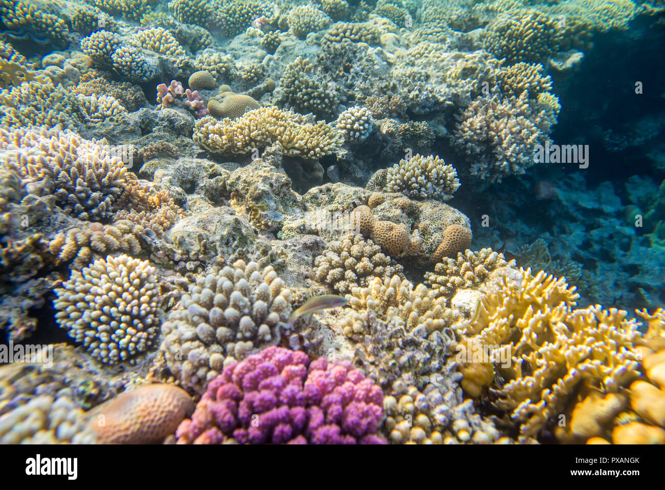 Poissons de la mer rouge Banque de photographies et d’images à haute ...
