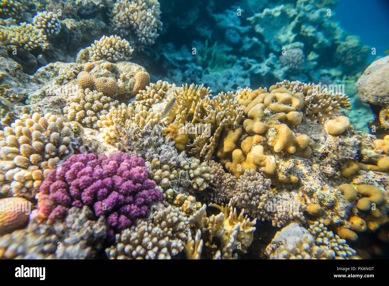 Poissons de la mer rouge Banque de photographies et d’images à haute ...