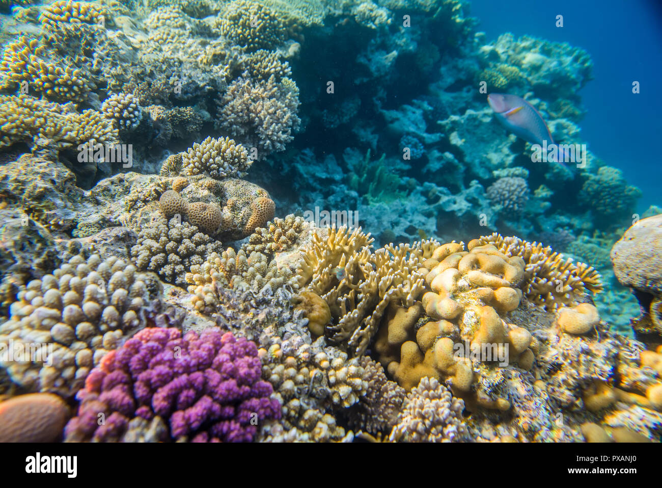Poissons de la mer rouge Banque de photographies et d’images à haute ...