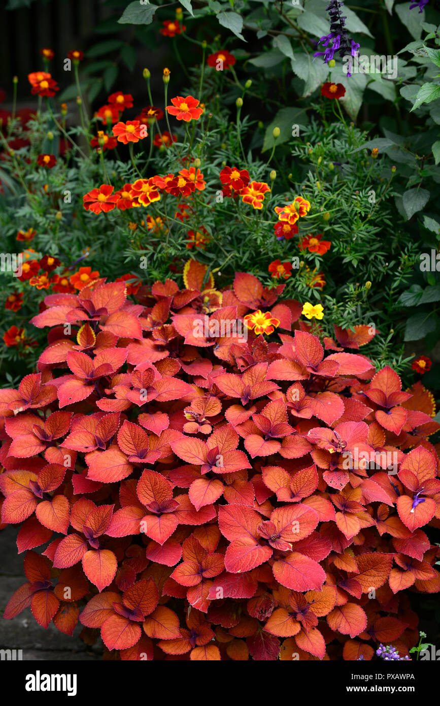 Coleus feu de camp Banque de photographies et d’images à haute ...