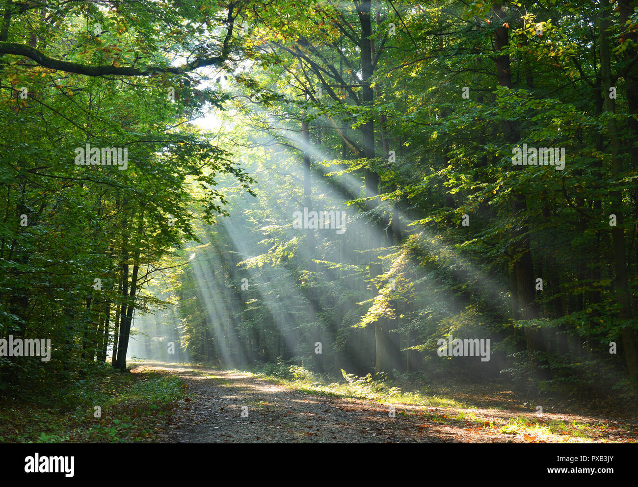 Rayons de soleil dans la forêt Banque de photographies et d’images à ...