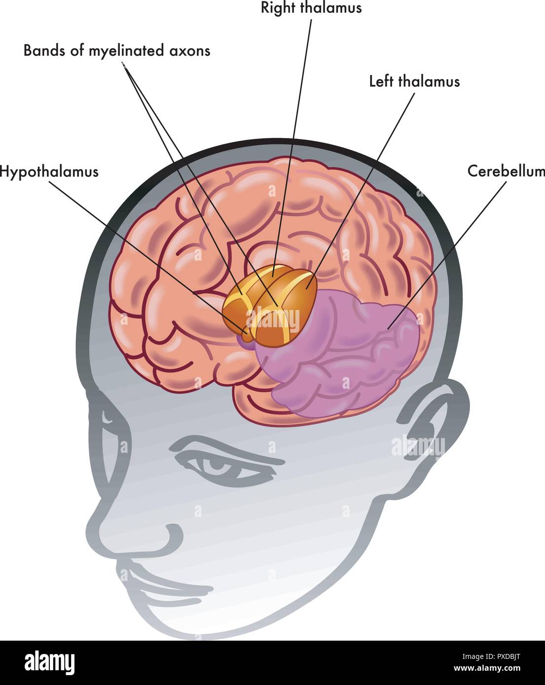 Diencéphale Banque d'images vectorielles - Alamy