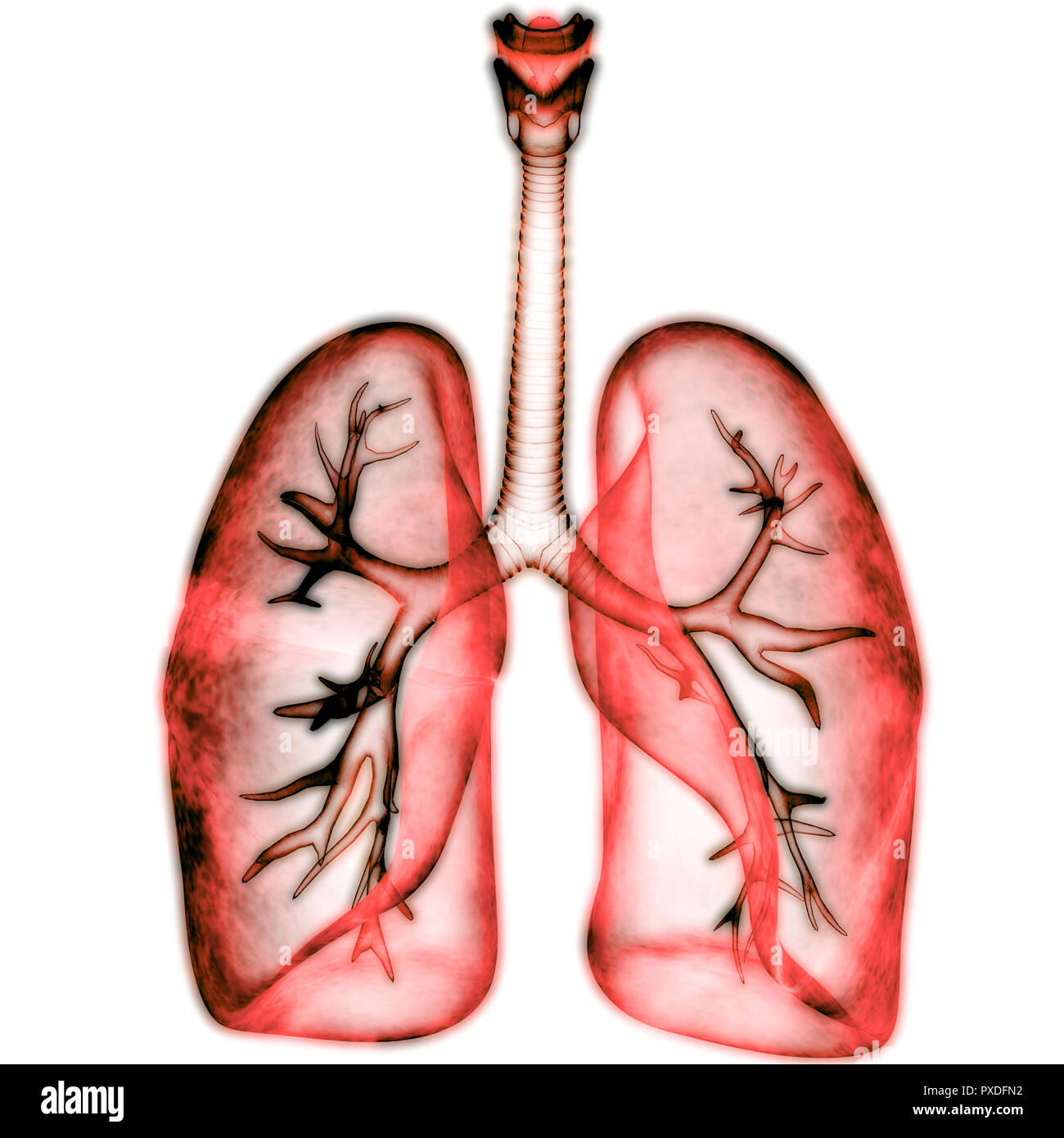 Système respiratoire humain Anatomie Poumons Photo Stock - Alamy