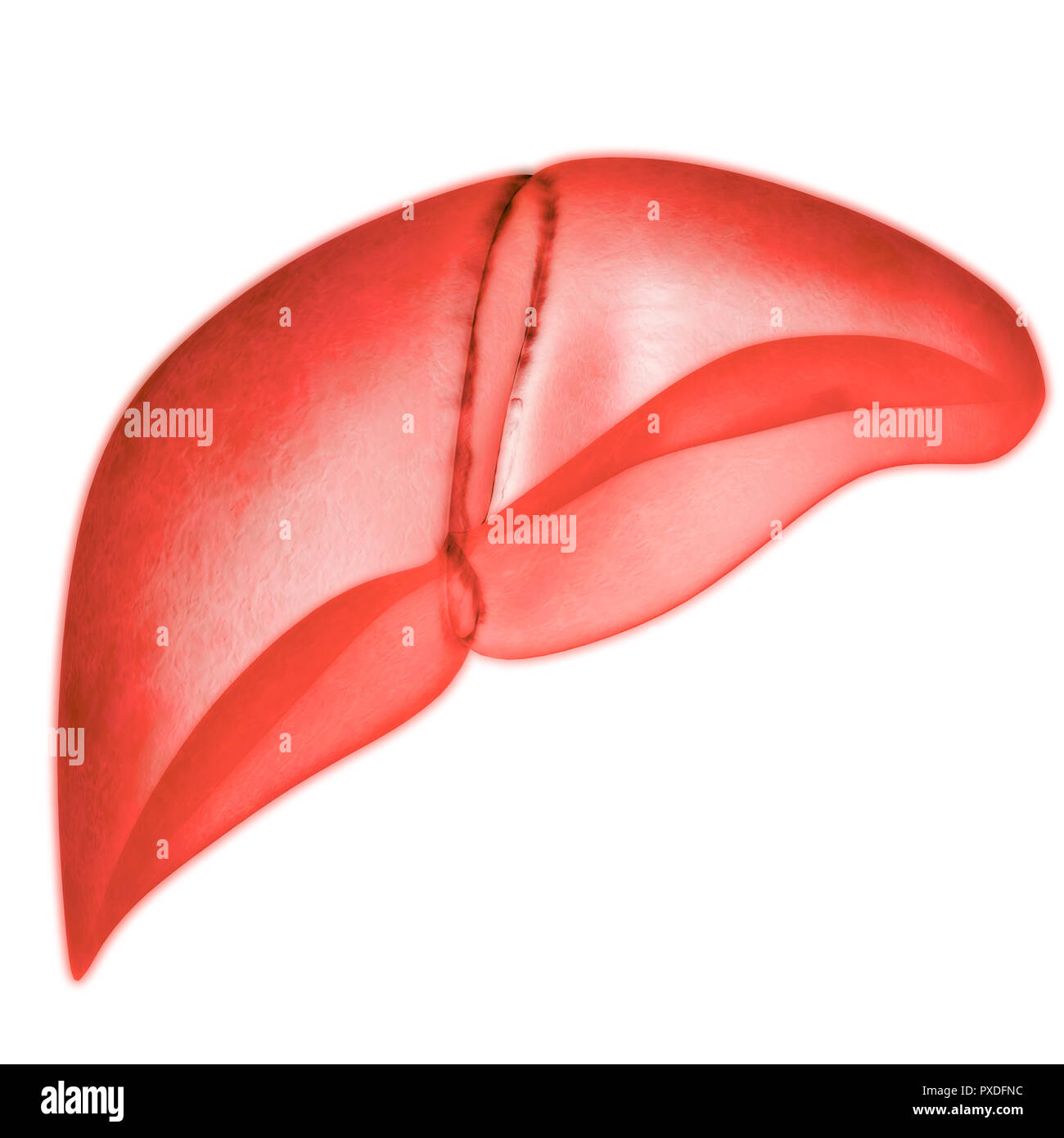 Anatomie du foie humain Photo Stock - Alamy
