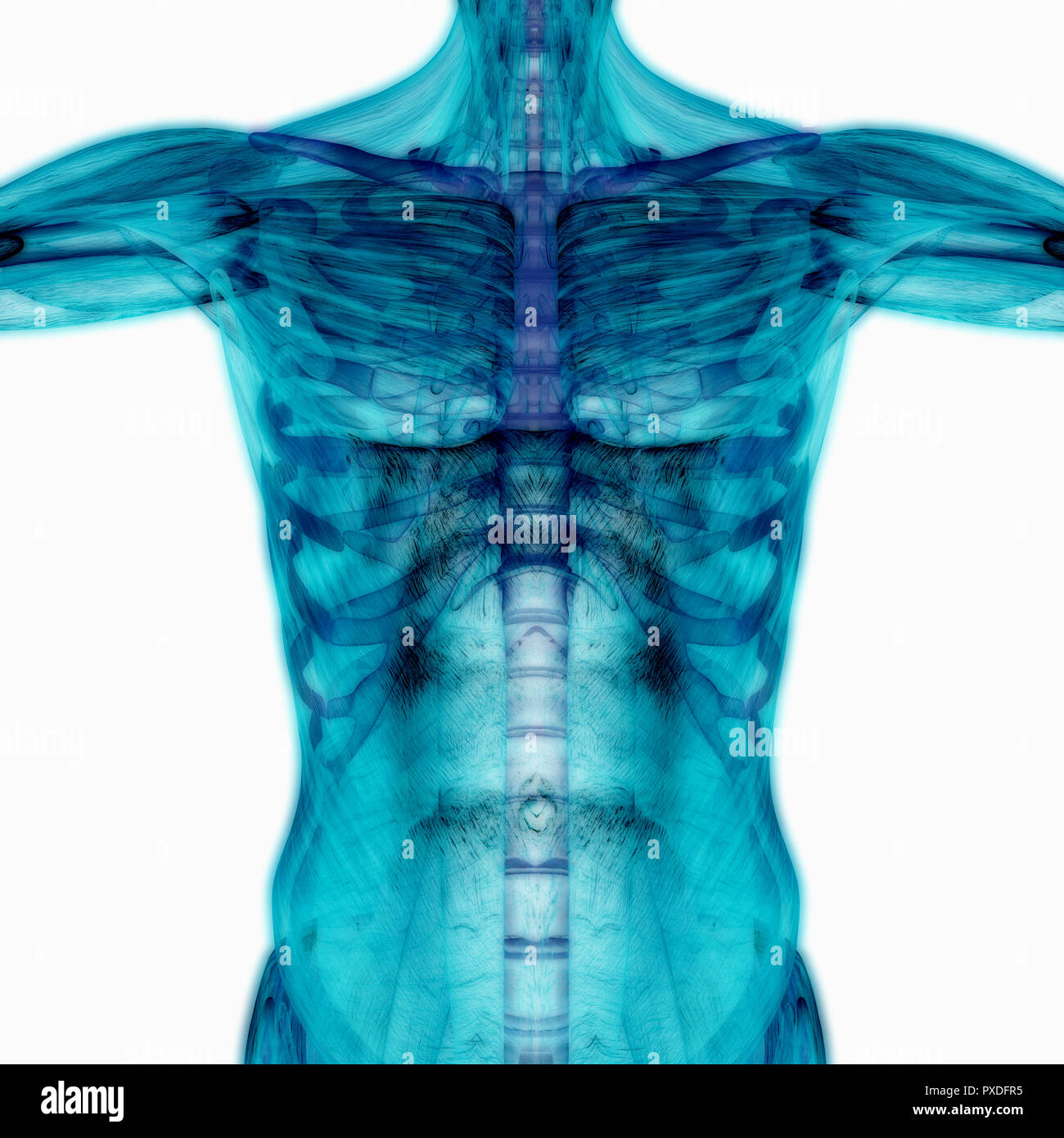 Anatomie des muscles du corps humain Photo Stock - Alamy