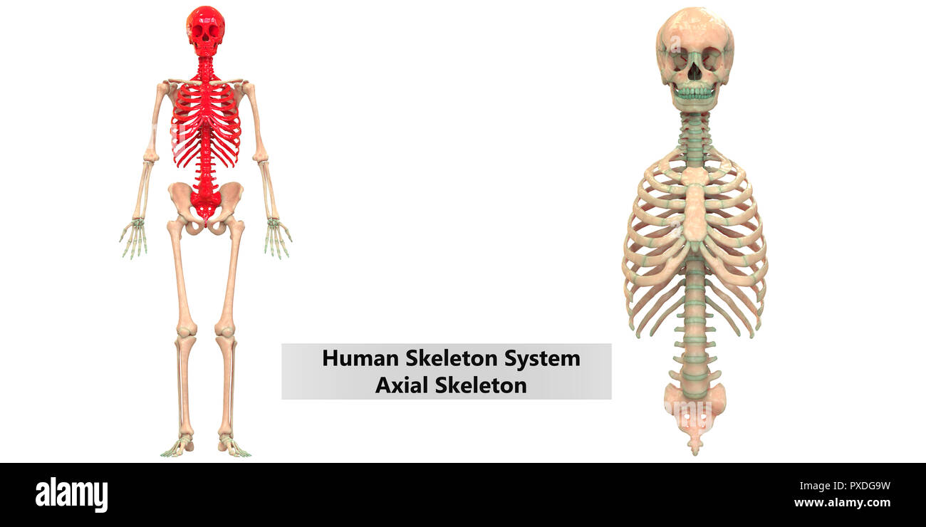 Squelette appendiculaire du système et de l'anatomie squelette axial Photo Stock - Alamy