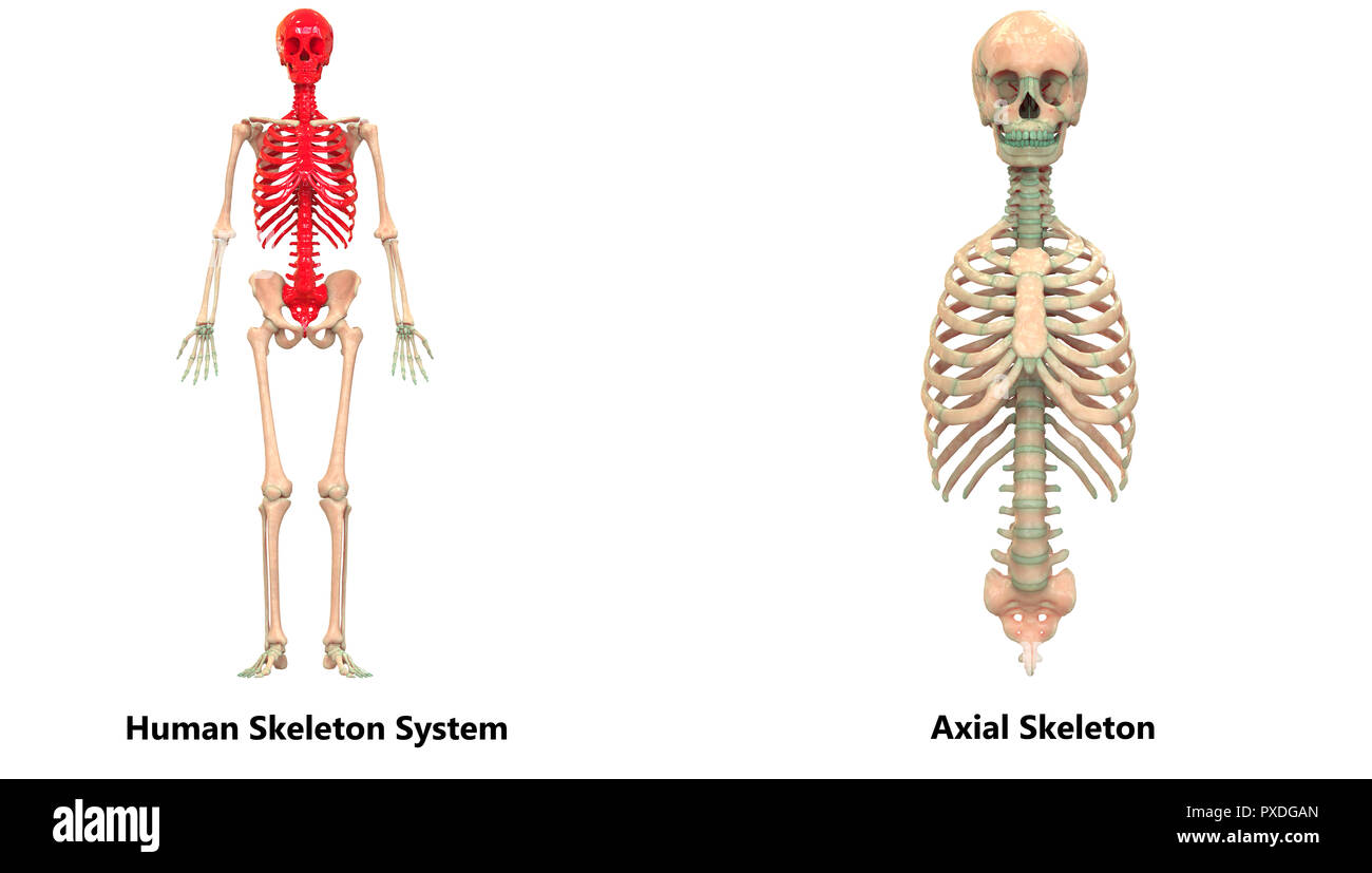 Squelette appendiculaire du système et de l'anatomie squelette axial ...
