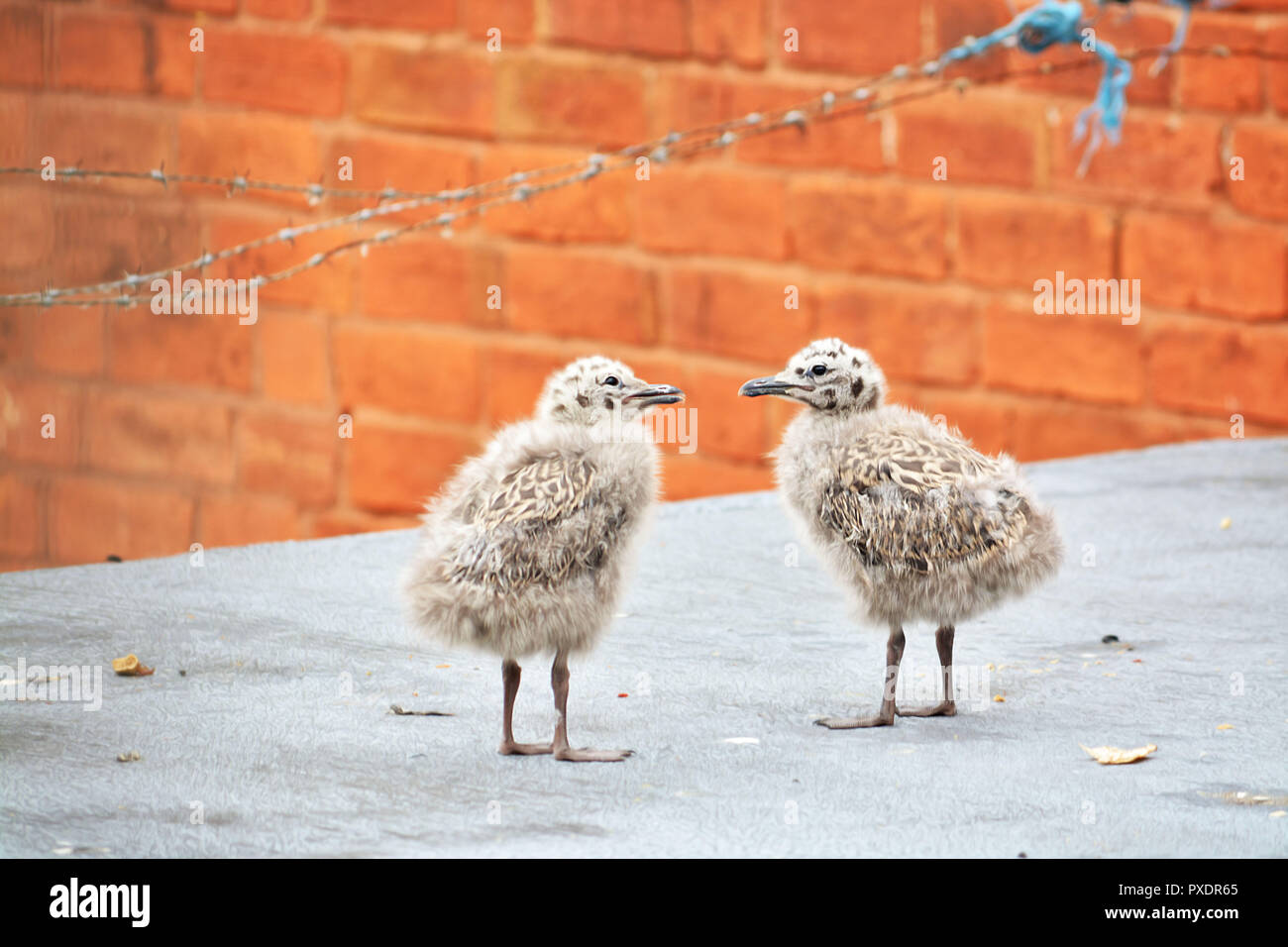 Bébé mouette Banque de photographies et d’images à haute résolution - Alamy