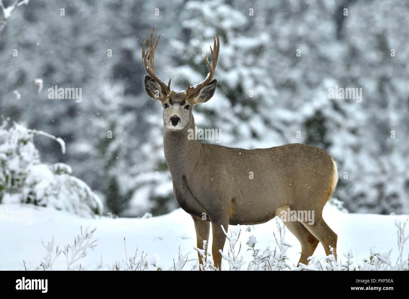 Un mâle adulte cerf mulet 'Odocoileus hemionus' ; debout à l'avant dans ...