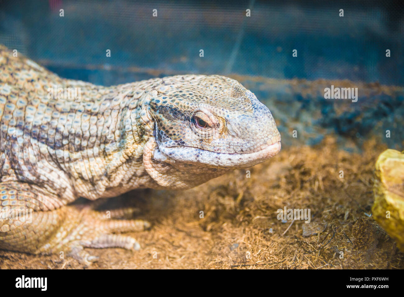 Animal Varan Reptile Banque d'image et photos - Alamy