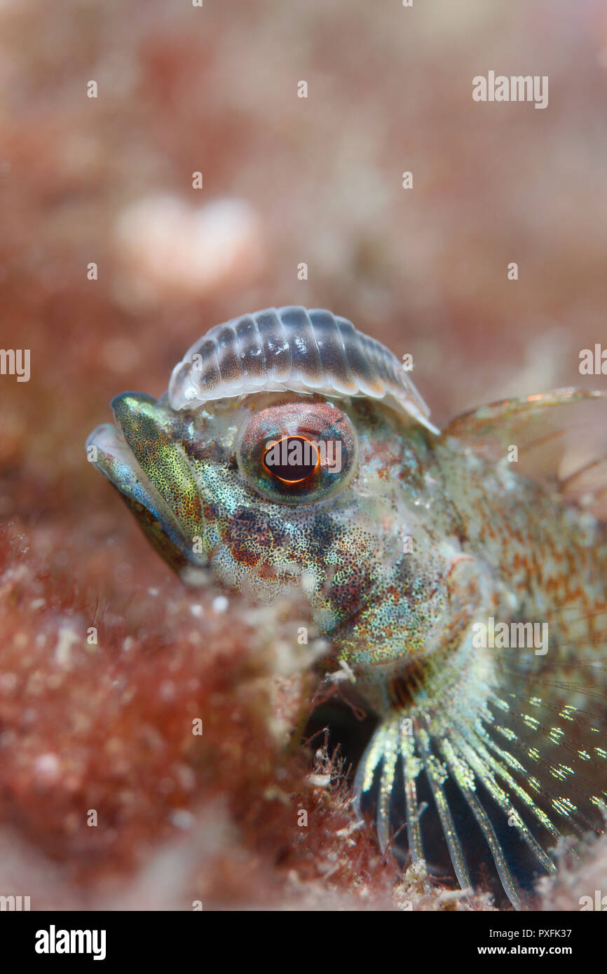 Parasite Des Poissons Marins Banque d'image et photos - Alamy