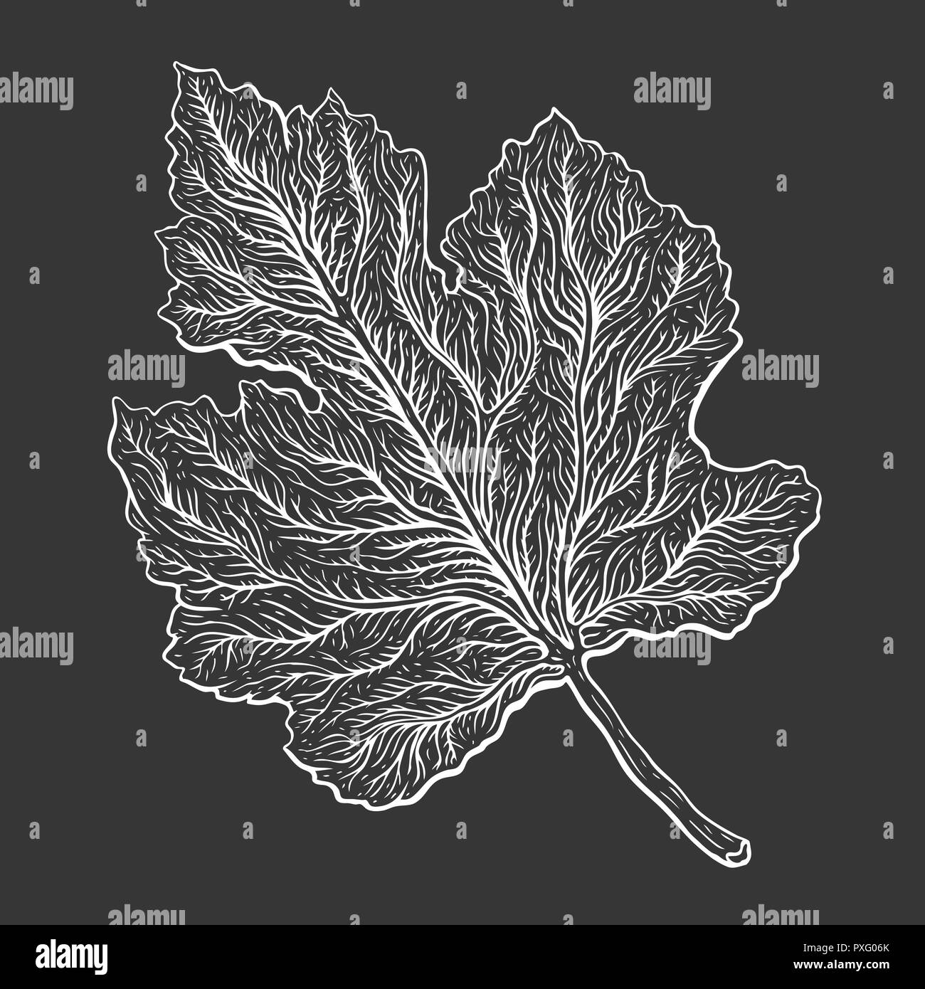 Belle feuille détaillée. Botanical Hand drawn Vector Contours de ...