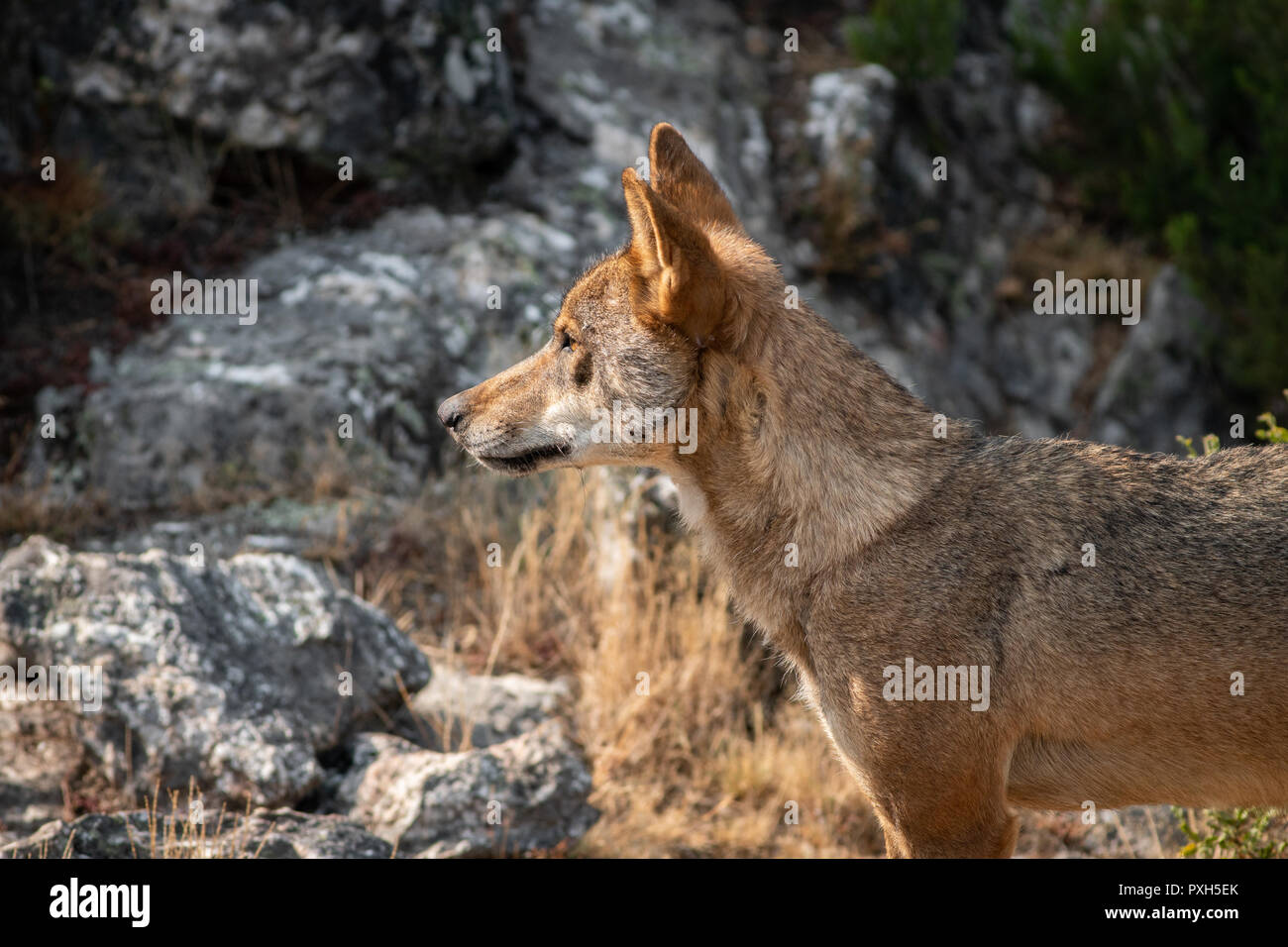 Wolf profile Banque de photographies et d’images à haute résolution - Alamy