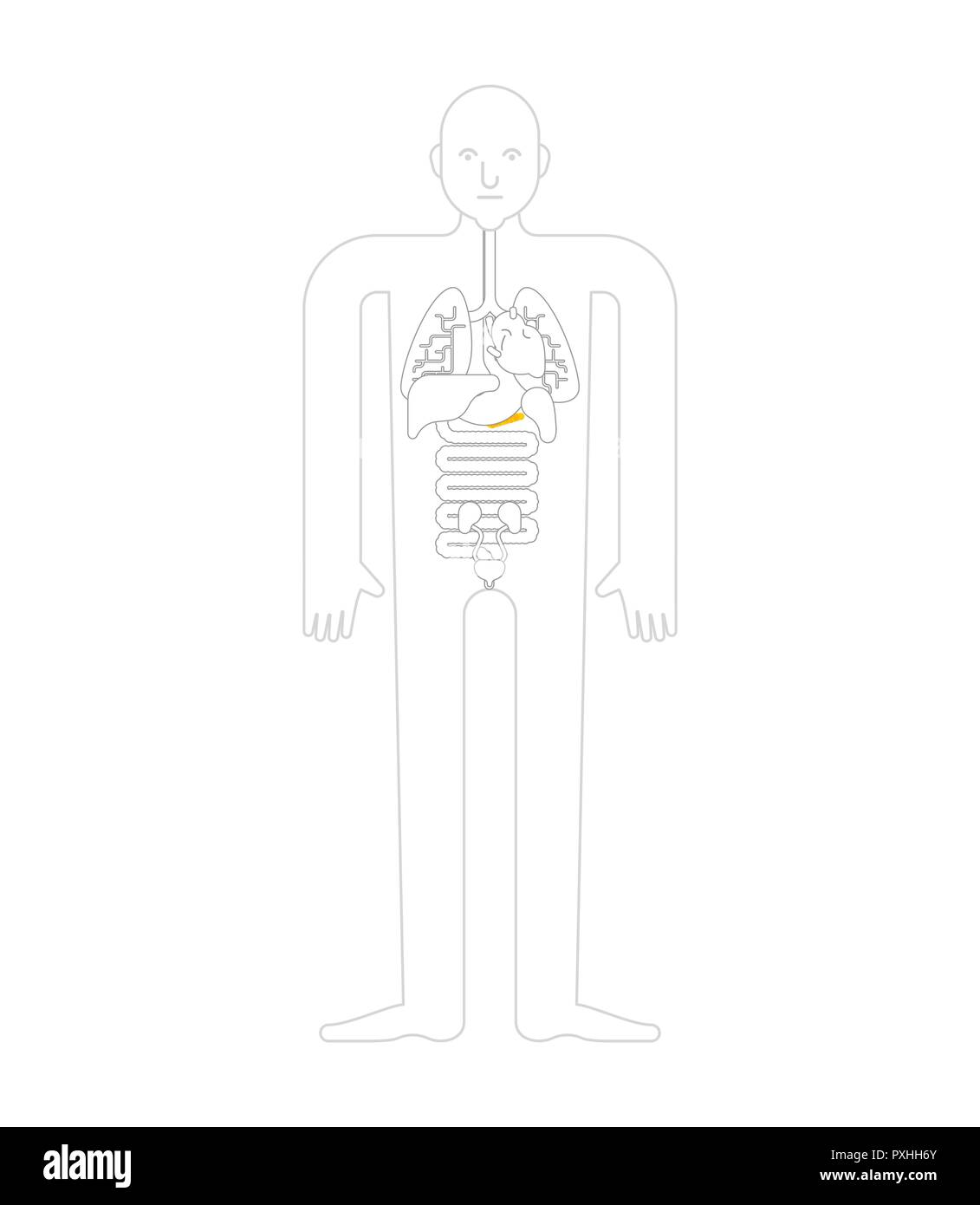 Pancréas anatomie humaine. Les organes internes. Systems de l'homme ...