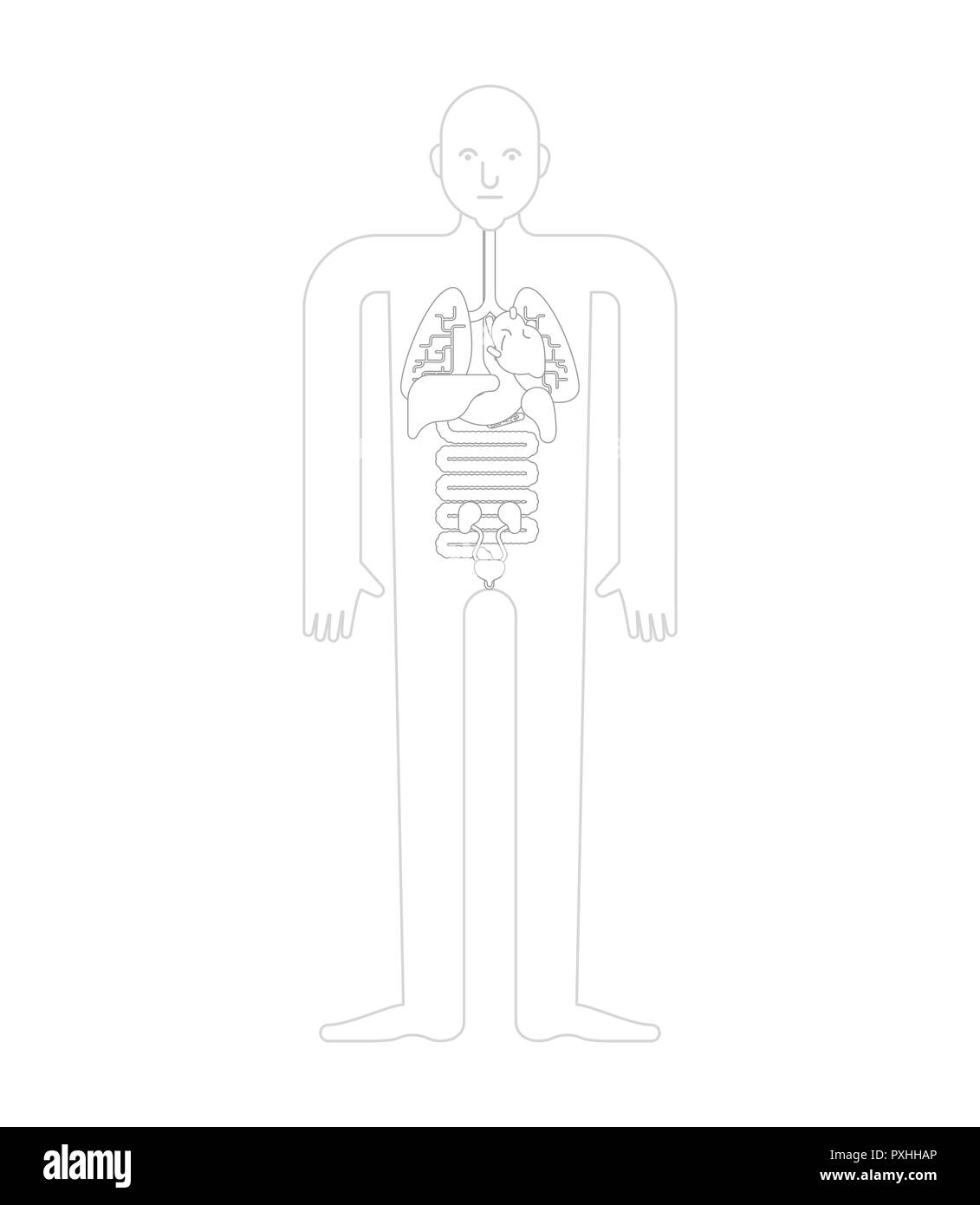 Organes de l'anatomie humaine modèle. Systems de l'homme corps et ...