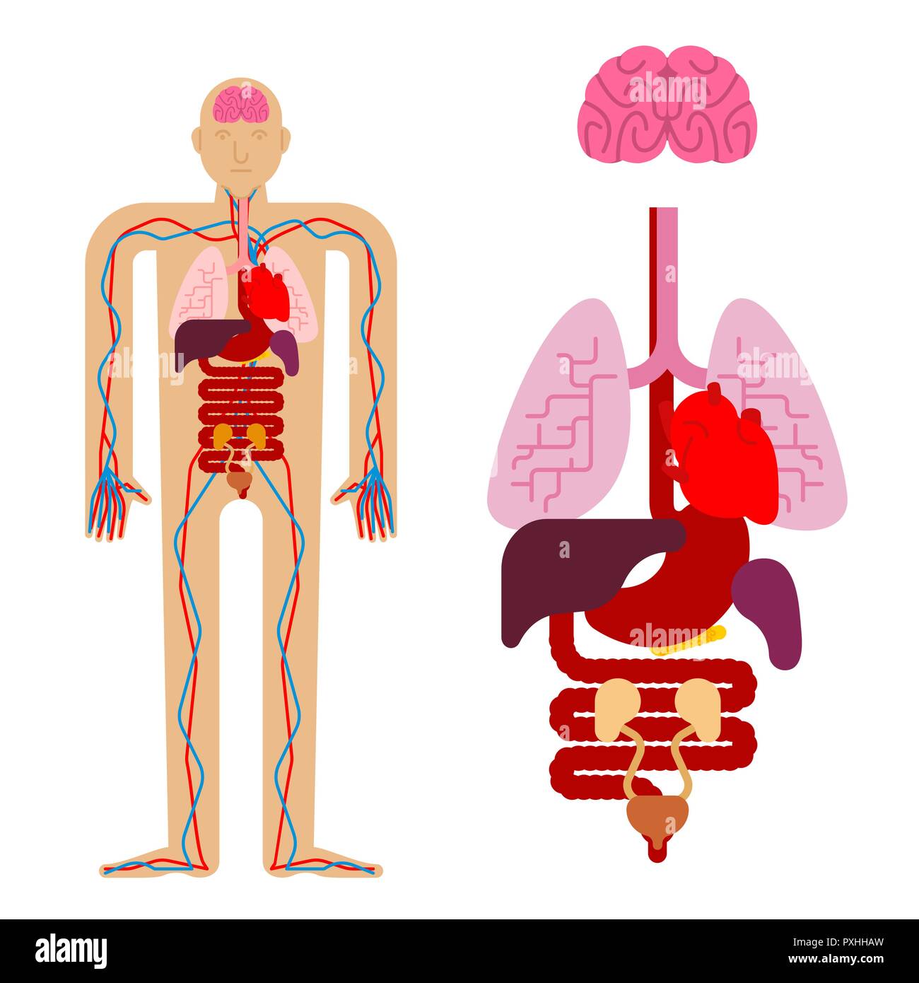 Les organes de l'anatomie humaine. Systems de l'homme corps et organes ...