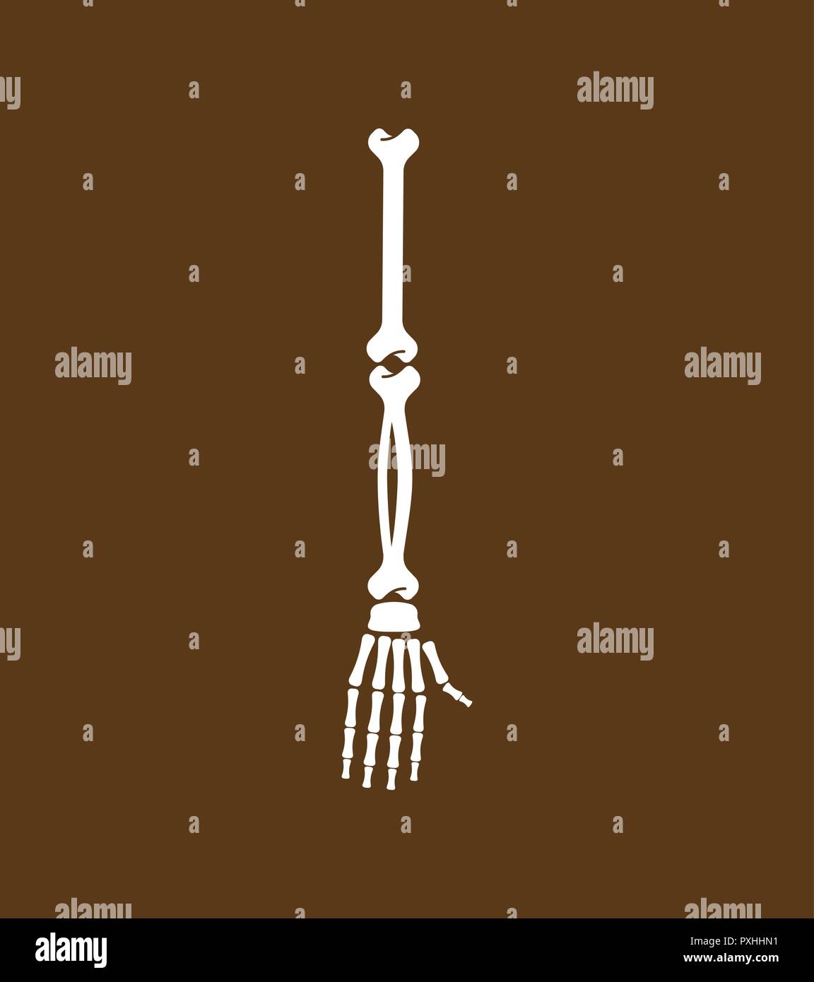 Os du bras. L'anatomie du squelette humain. Le système squelettique de ...