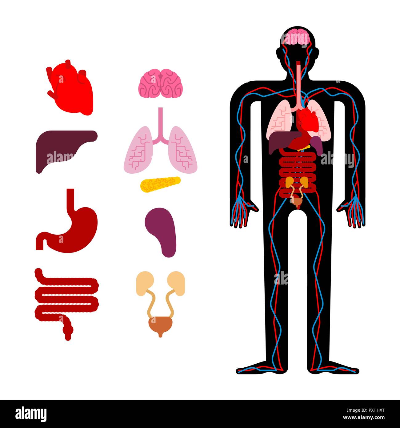 Les organes de l'anatomie humaine. Systems de l'homme corps et organes ...