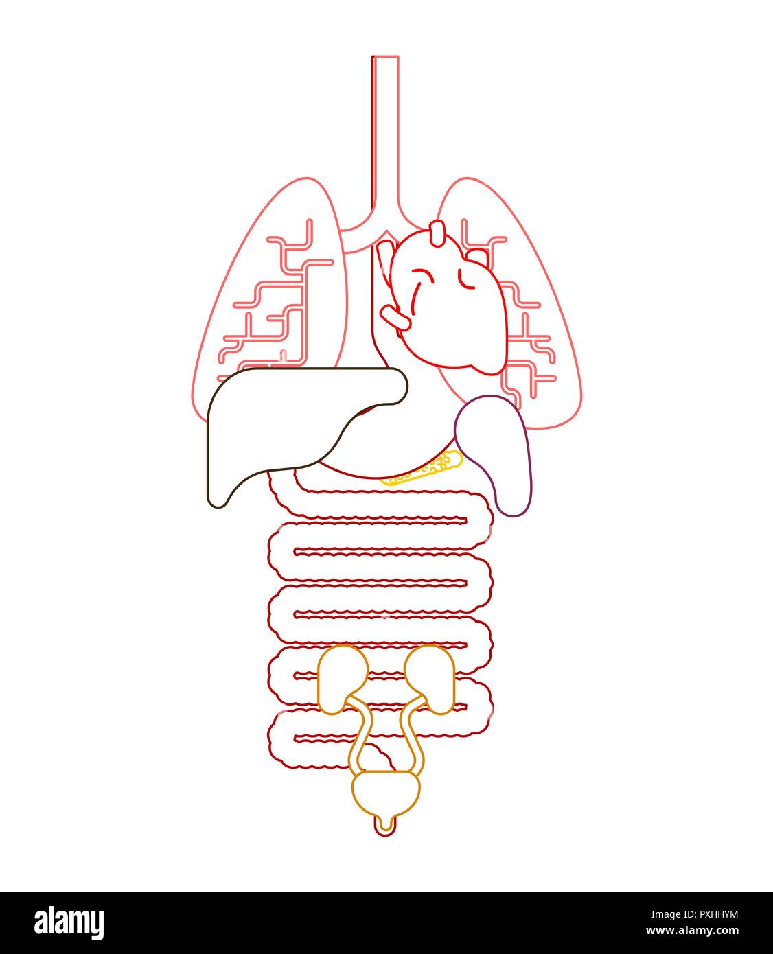 Les organes de l'anatomie humaine. Systems de l'homme corps et organes ...