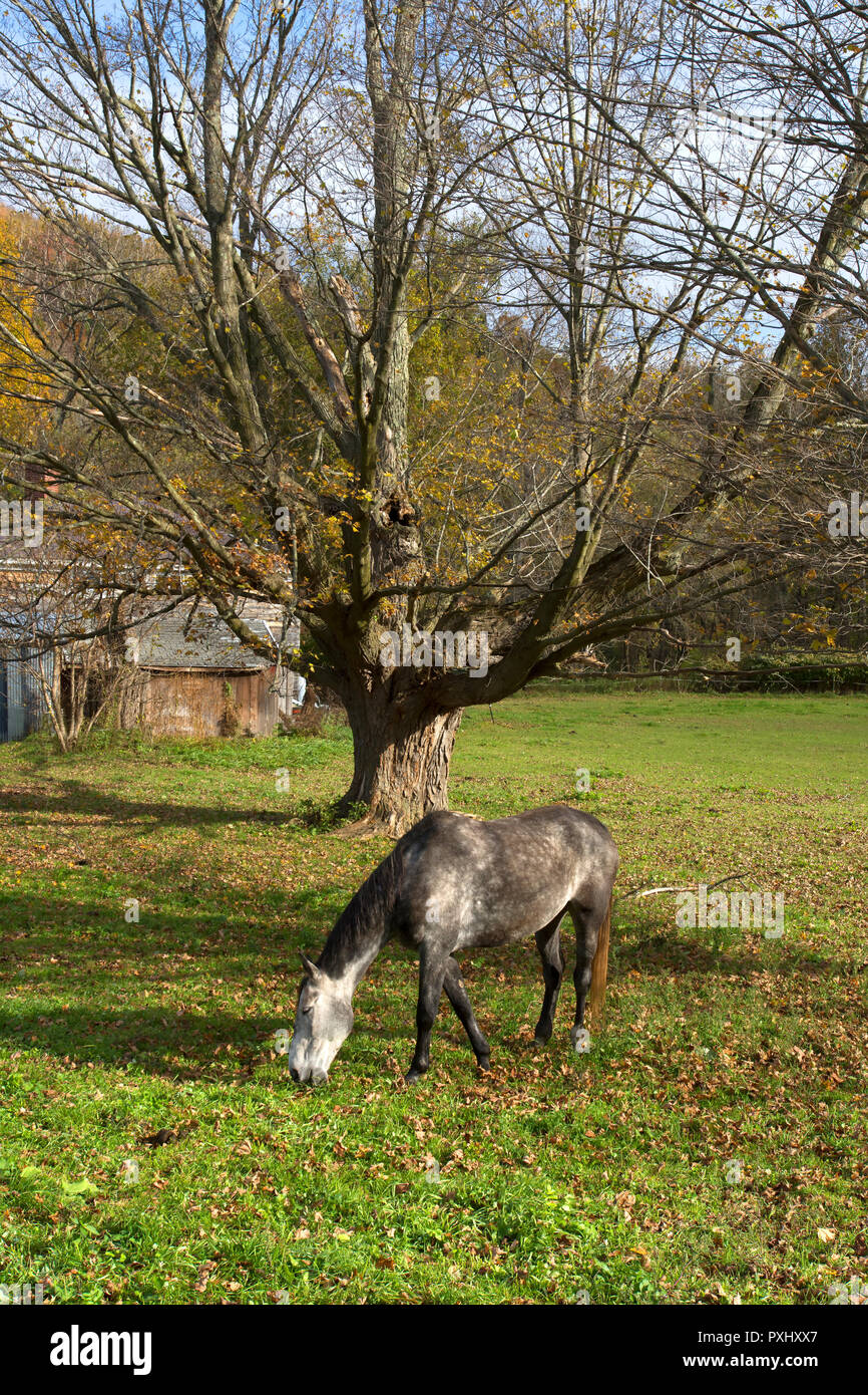 Cheval et arbre Banque de photographies et d’images à haute résolution ...