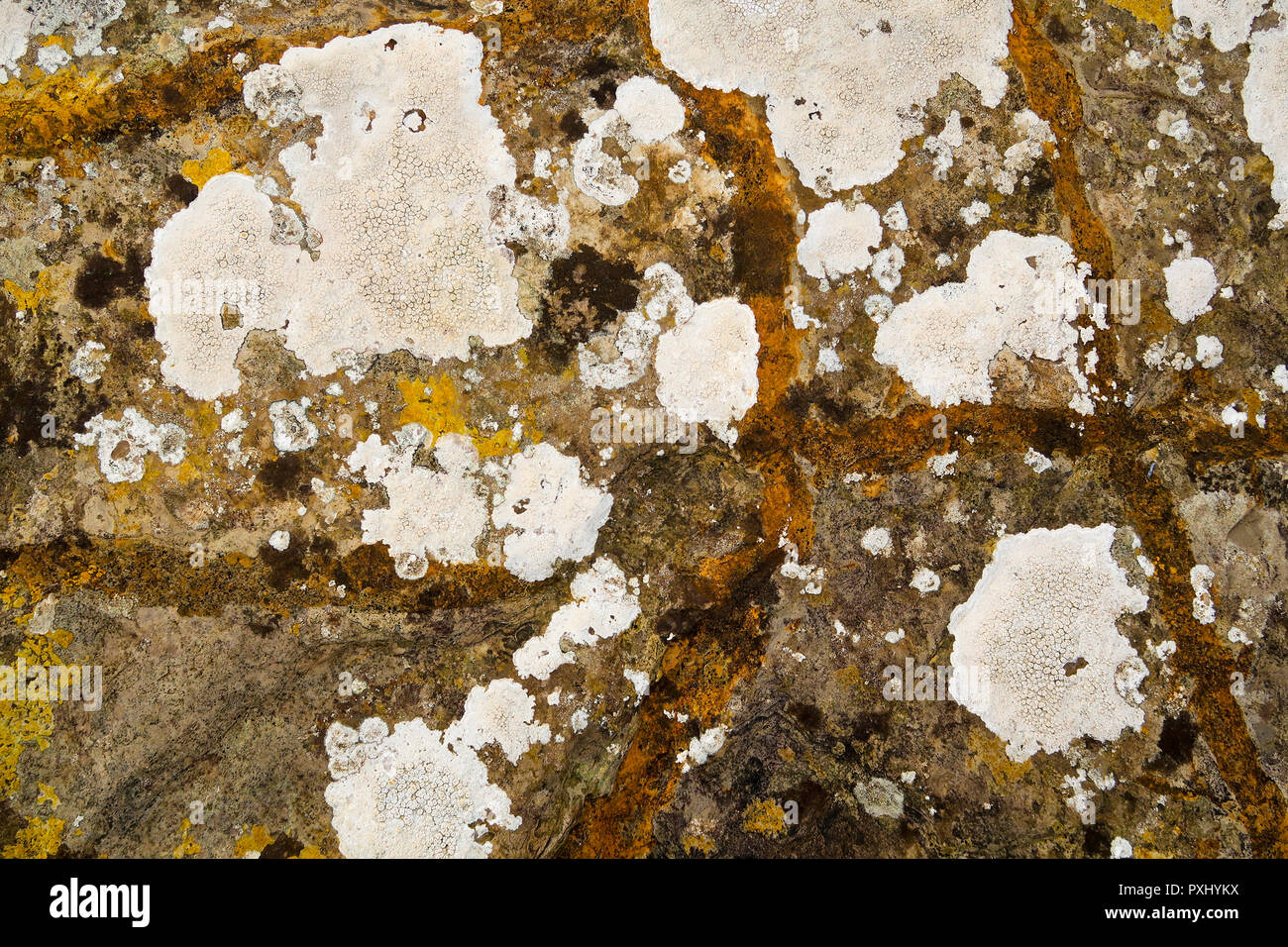 Mousse et lichen sur rocher Banque de photographies et d’images à haute ...