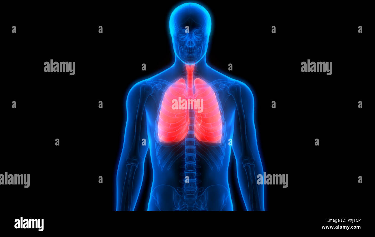 Anatomie du système respiratoire humain Photo Stock - Alamy