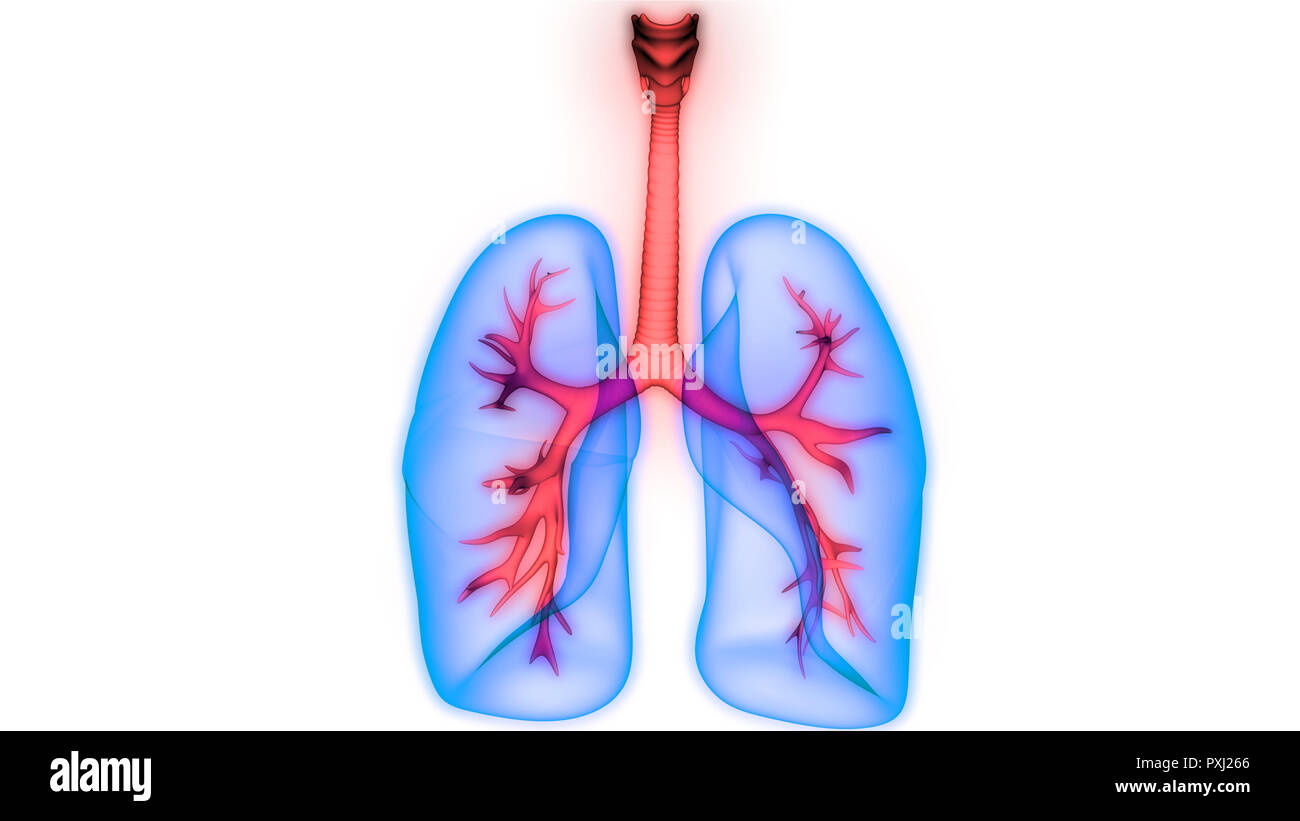 Anatomie du système respiratoire humain Photo Stock - Alamy