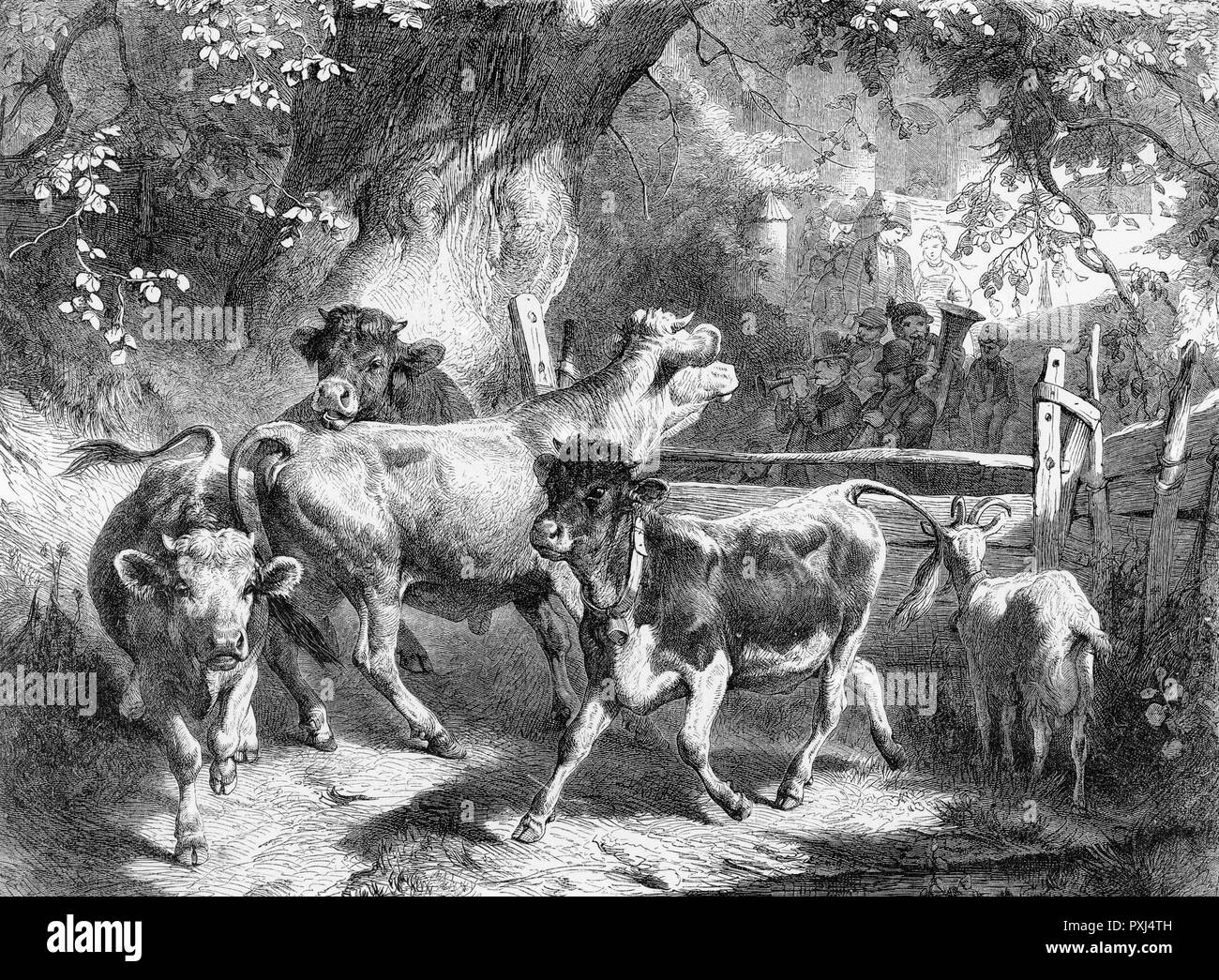 La transhumance Banque d'images noir et blanc - Alamy
