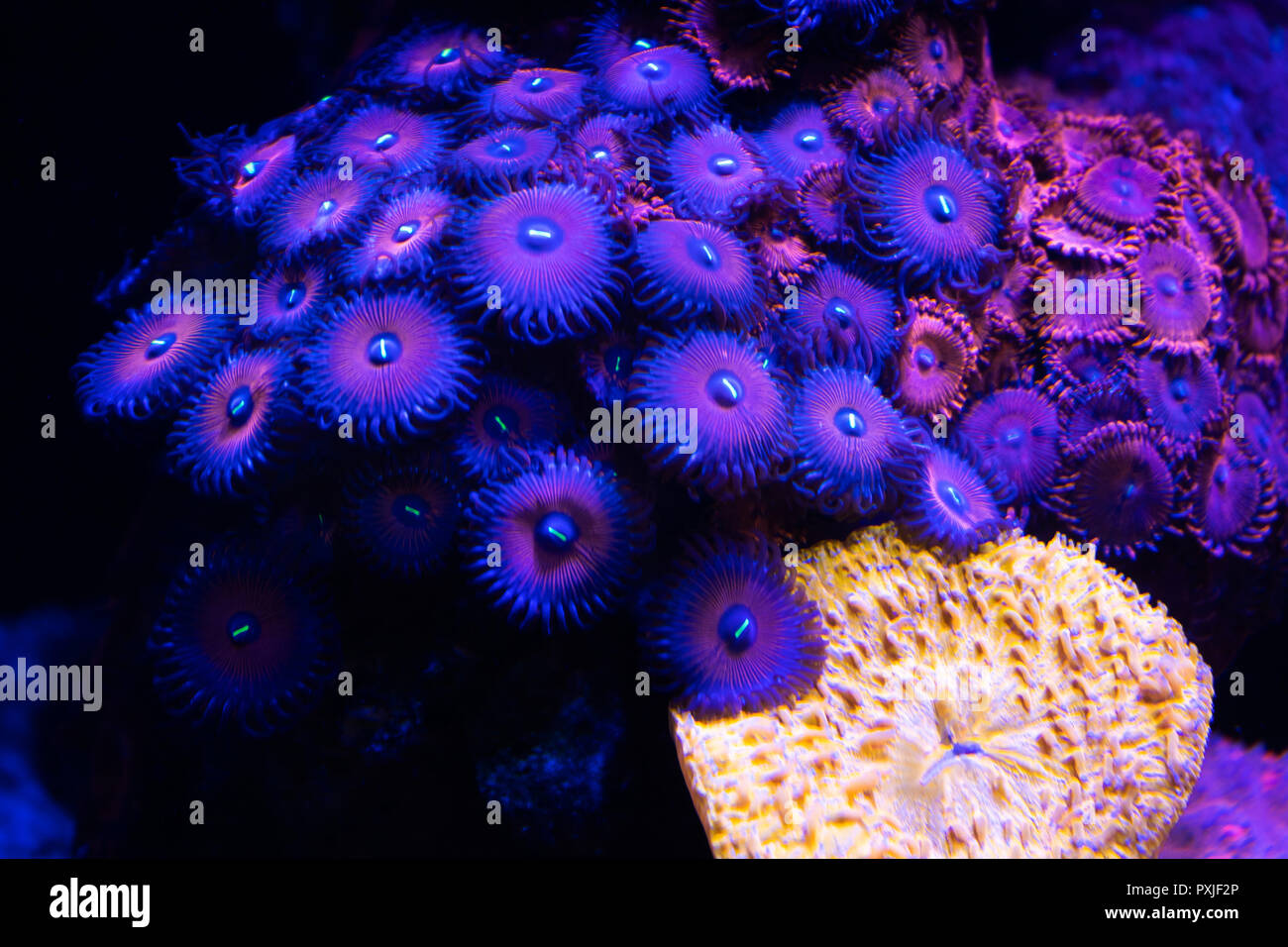 Corail mou zoanthus sp Banque de photographies et d’images à haute ...