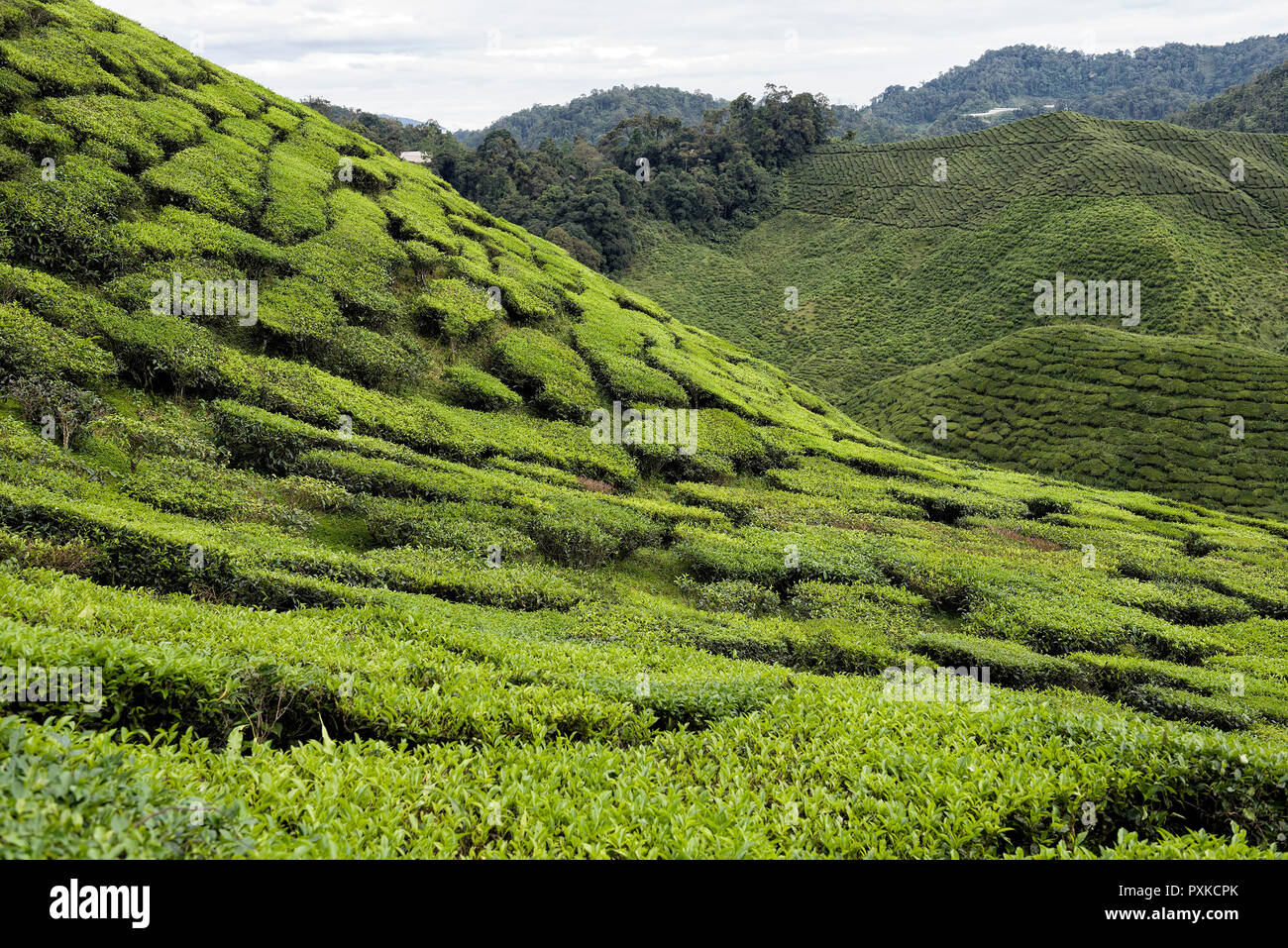 La plantation de thé, Cameron Highlands, Malaisie - Plateau tapis ...