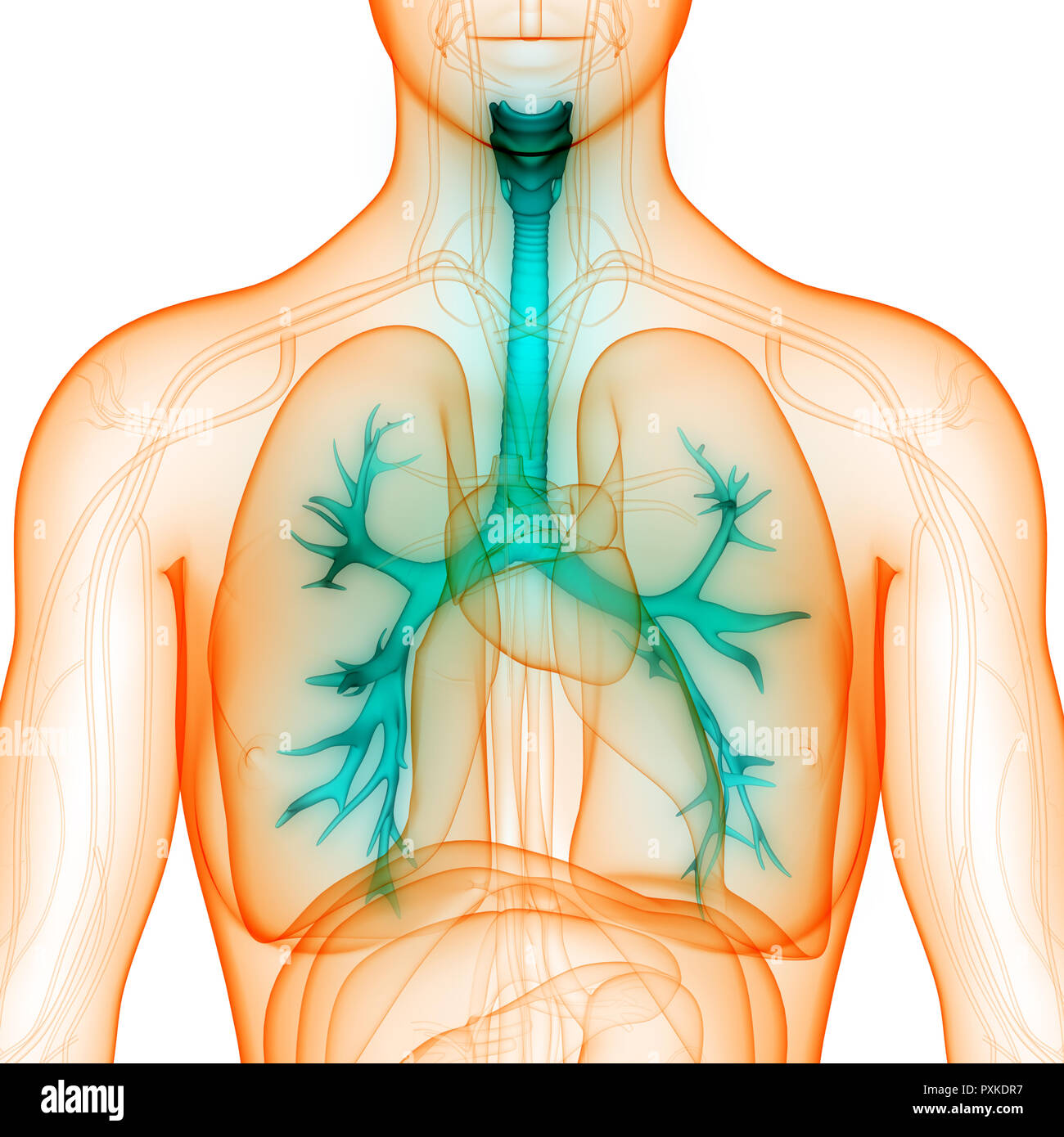 Anatomie du système respiratoire humain Photo Stock - Alamy