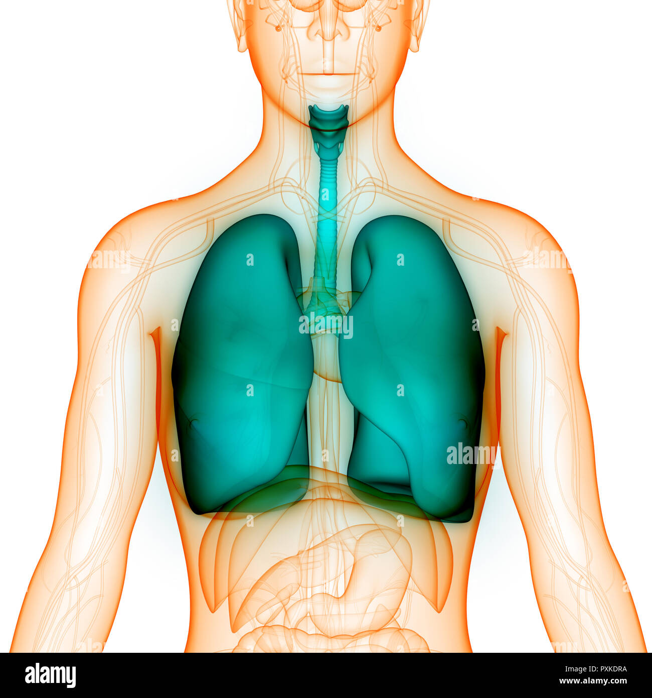 Anatomie du système respiratoire humain Photo Stock - Alamy