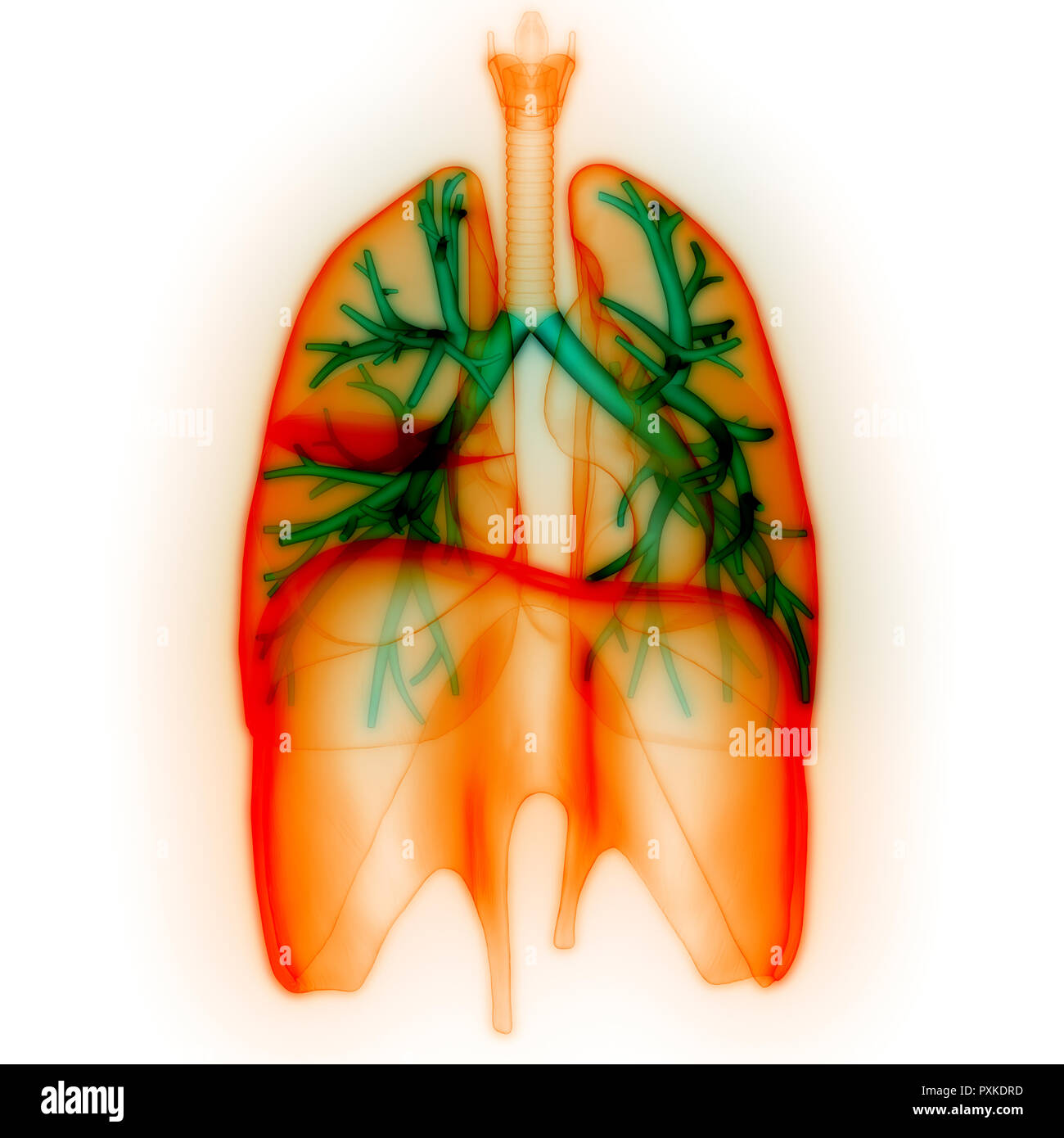 Anatomie du système respiratoire humain Photo Stock - Alamy