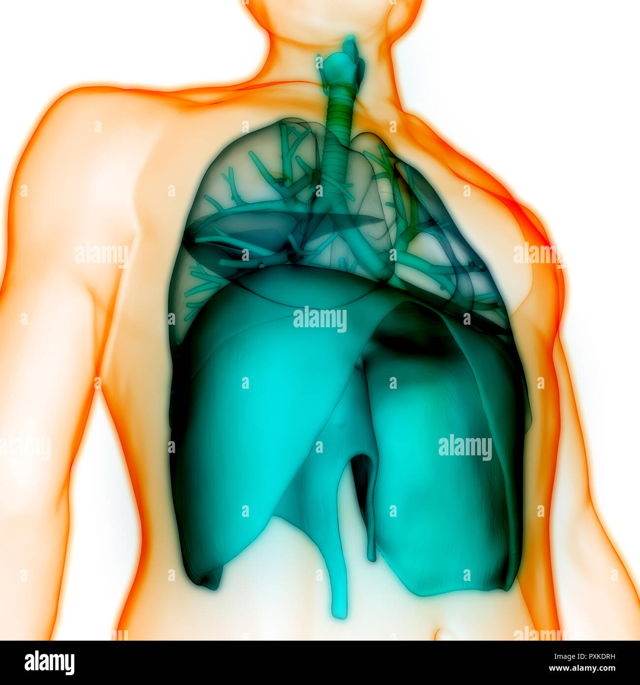 Anatomie du système respiratoire humain Photo Stock - Alamy