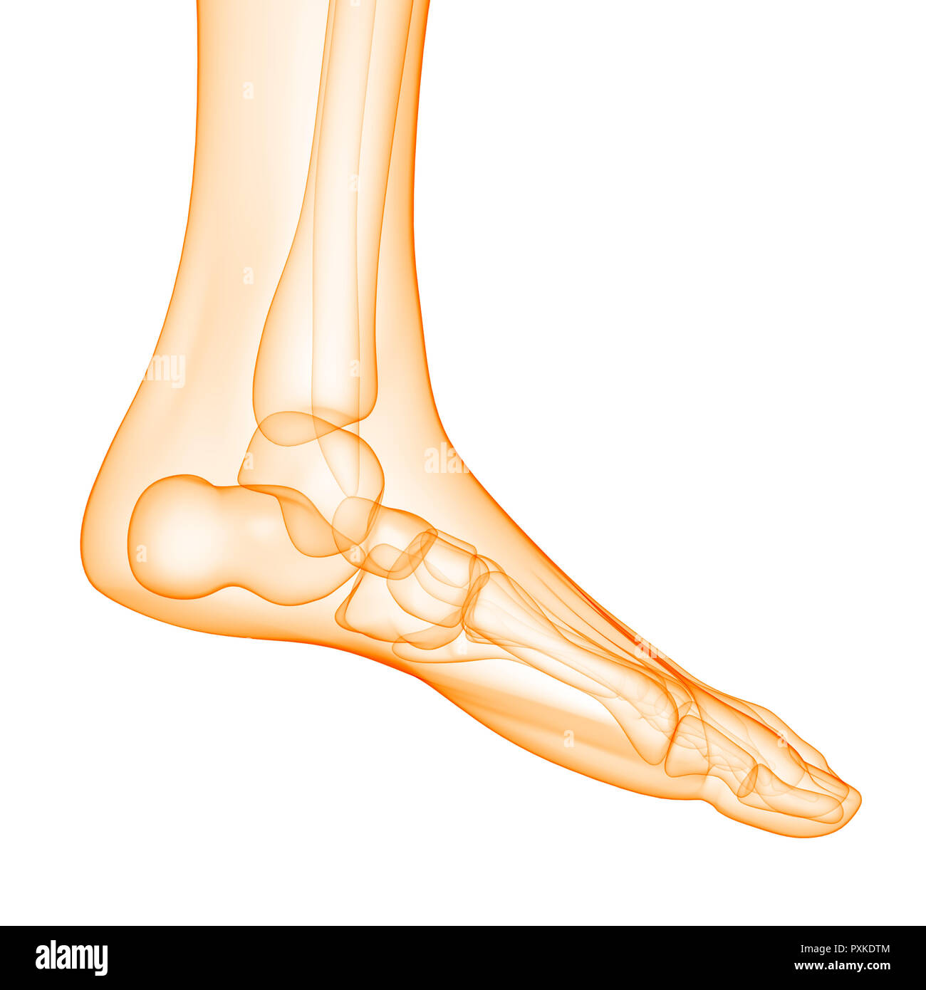 Anatomie du coude Banque d'images détourées - Alamy