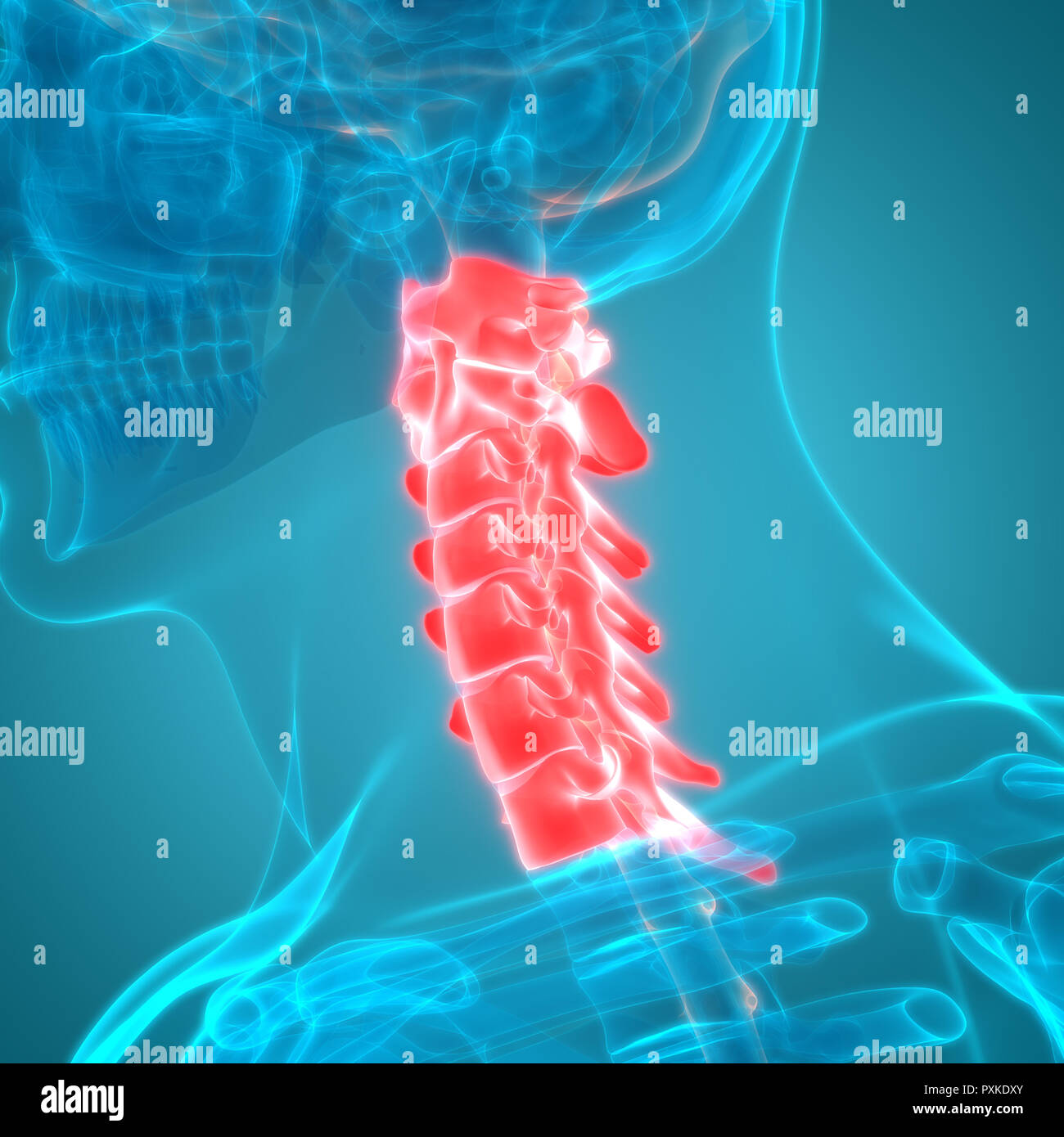 L'anatomie du corps humain cervicales Banque de photographies et d ...