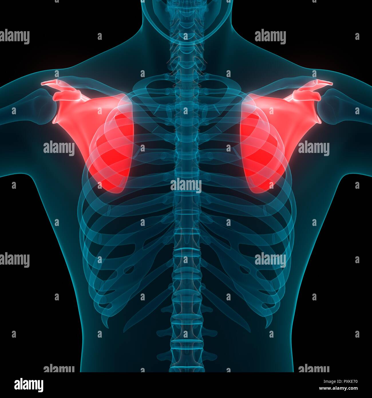 Anatomie du coude et cartilage Banque de photographies et d’images à ...