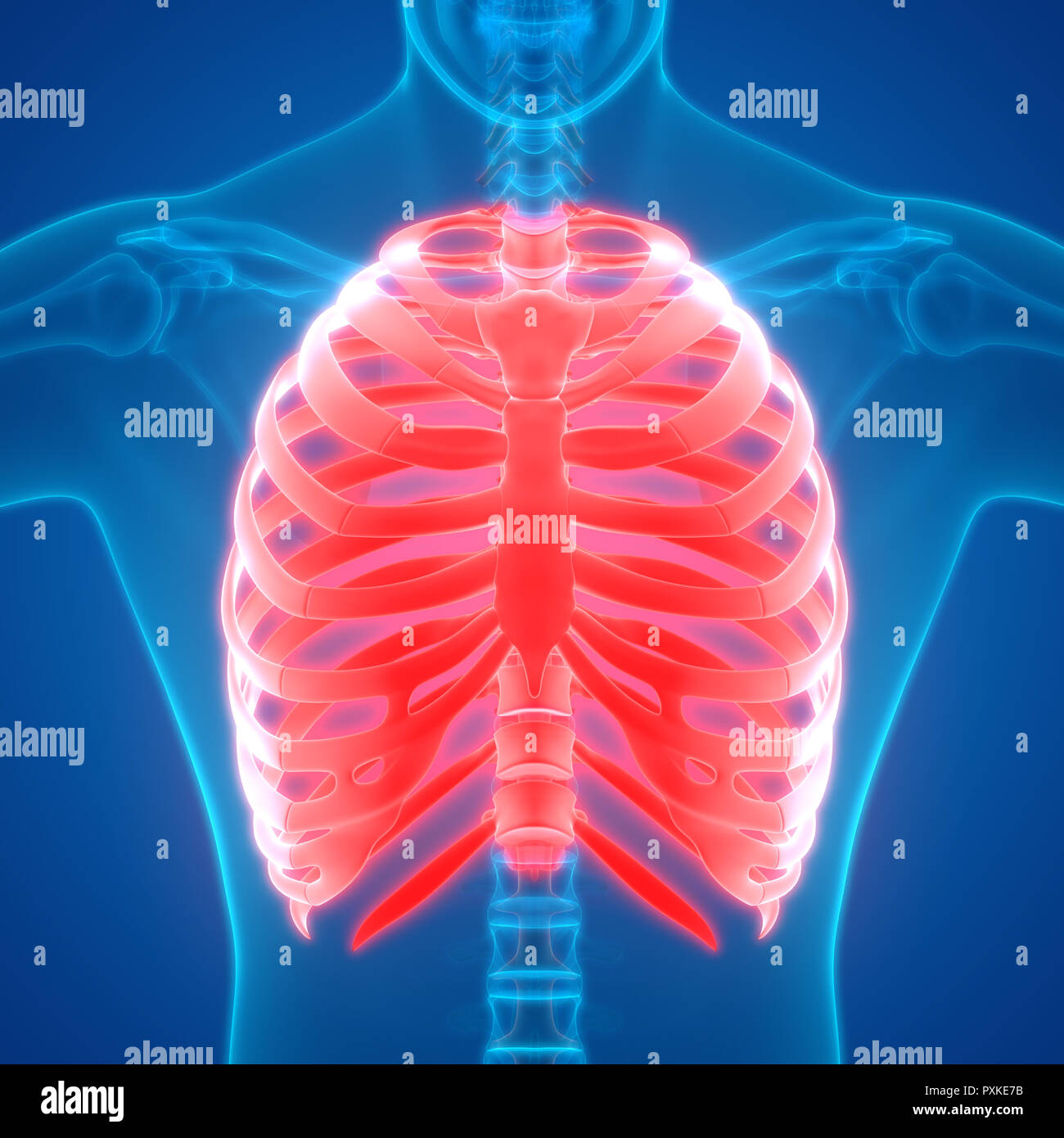 Anatomie du coude et cartilage Banque de photographies et d’images à ...