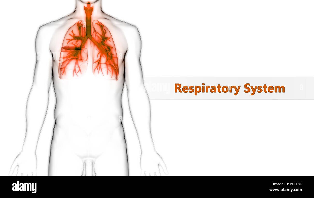 Anatomie du système respiratoire humain Photo Stock - Alamy